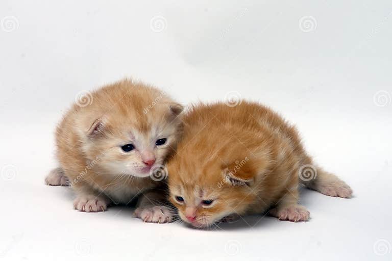Two kitties stock image. Image of beast, mouser, whiskers - 211919