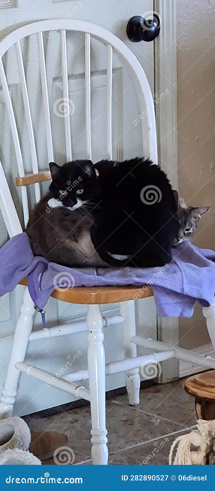 Two kitties snuggle stock image. Image of kittie, happy - 282890527