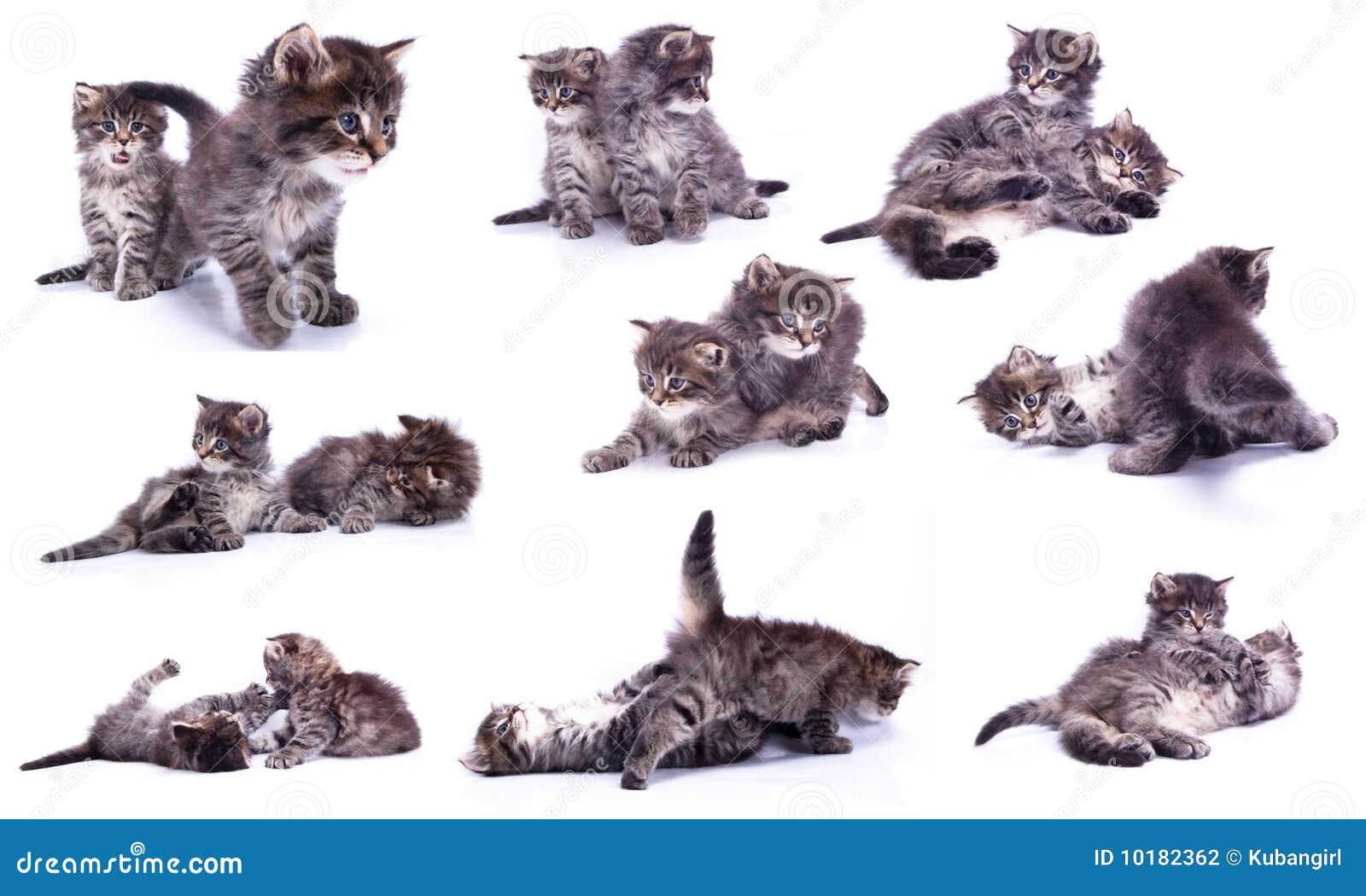 Two kitty stock photo. Image of concentrated, instinct - 10182362