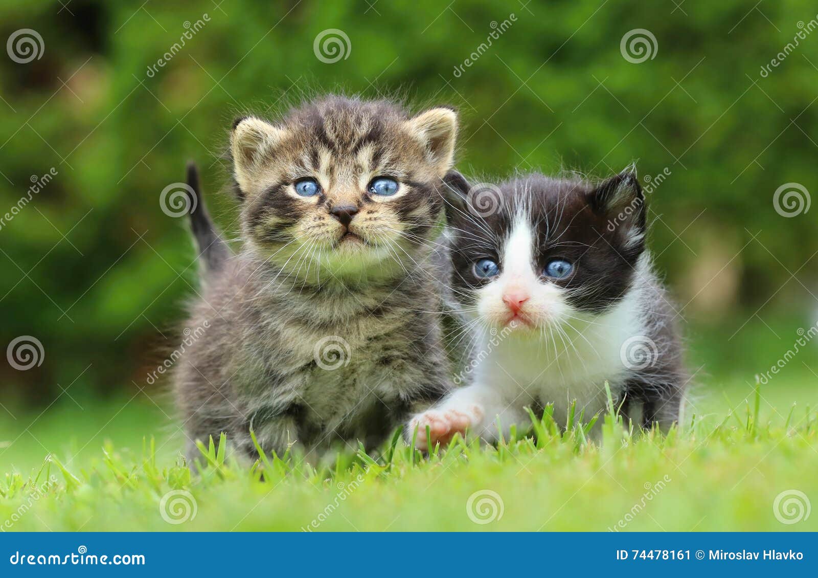 Two kitty siblings stock image. Image of kitty, cute - 74478161