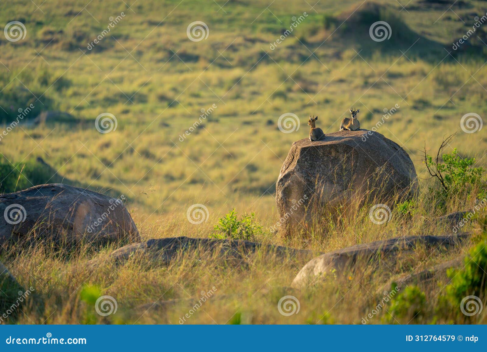 Two Klipspringers Lie on Kopje at Dawn Stock Image - Image of national ...