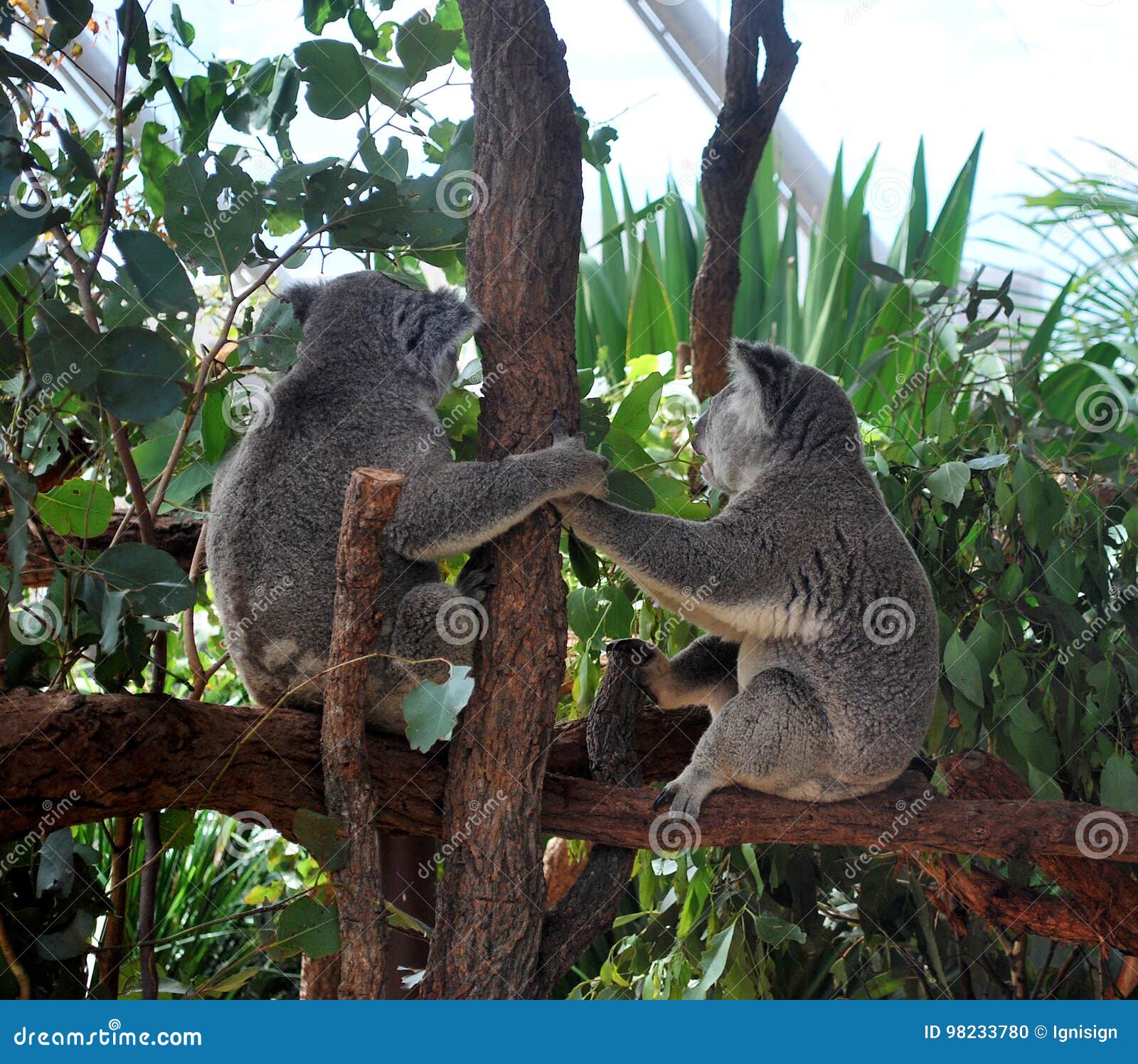 Two Koalas Holding Hands and Looking Away, Sitting on a Branch Stock ...
