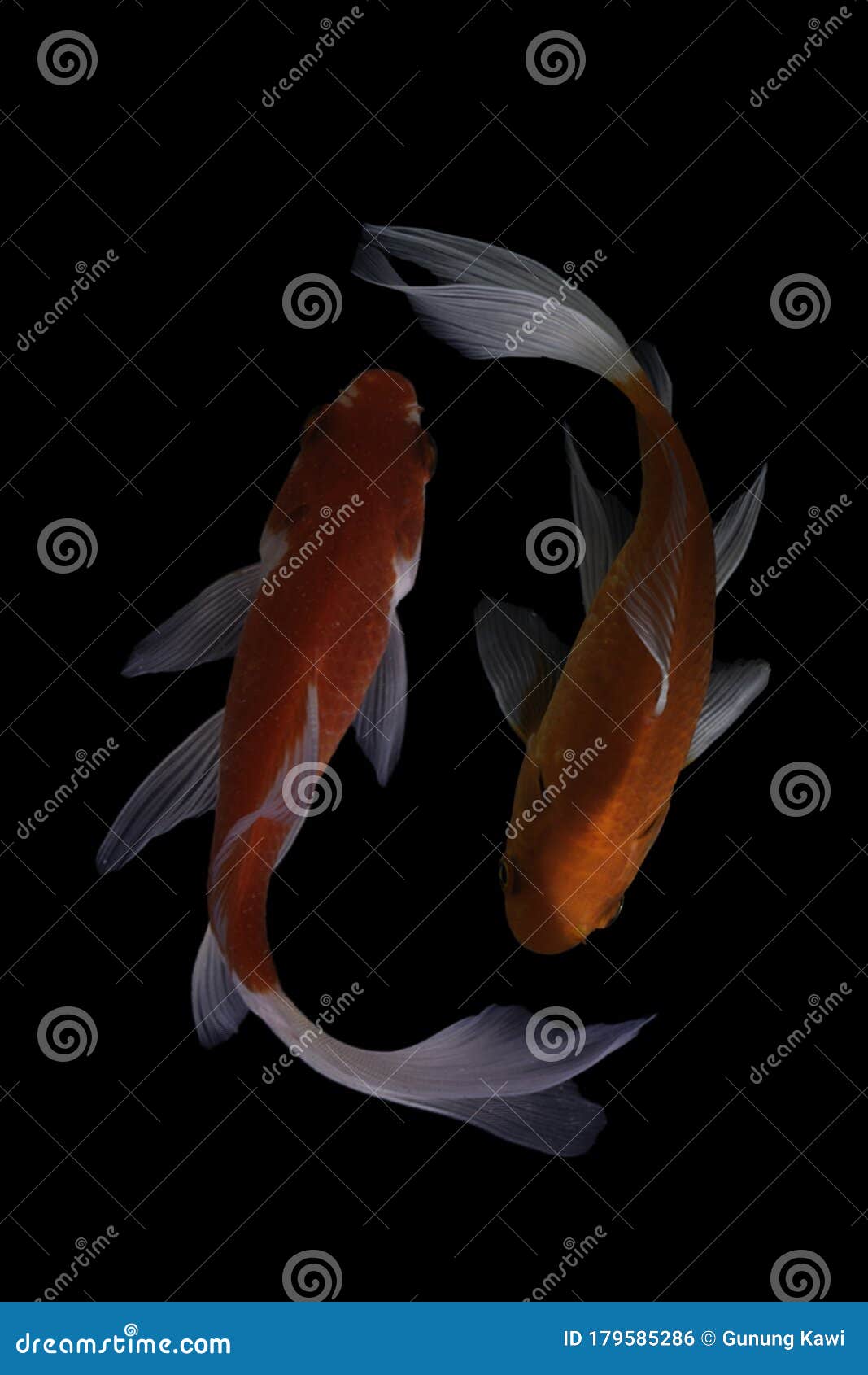 Two Koi Fish Doitsu with a Black Background Stock Photo - Image of ...