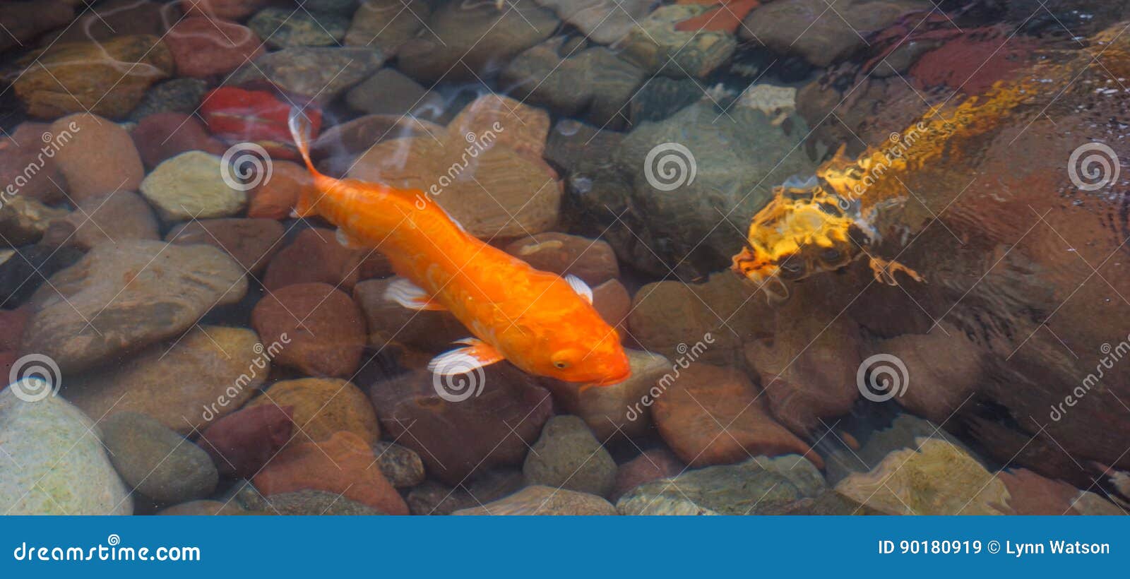 Two koi fish stock image. Image of pond, carp, goldfish - 90180919