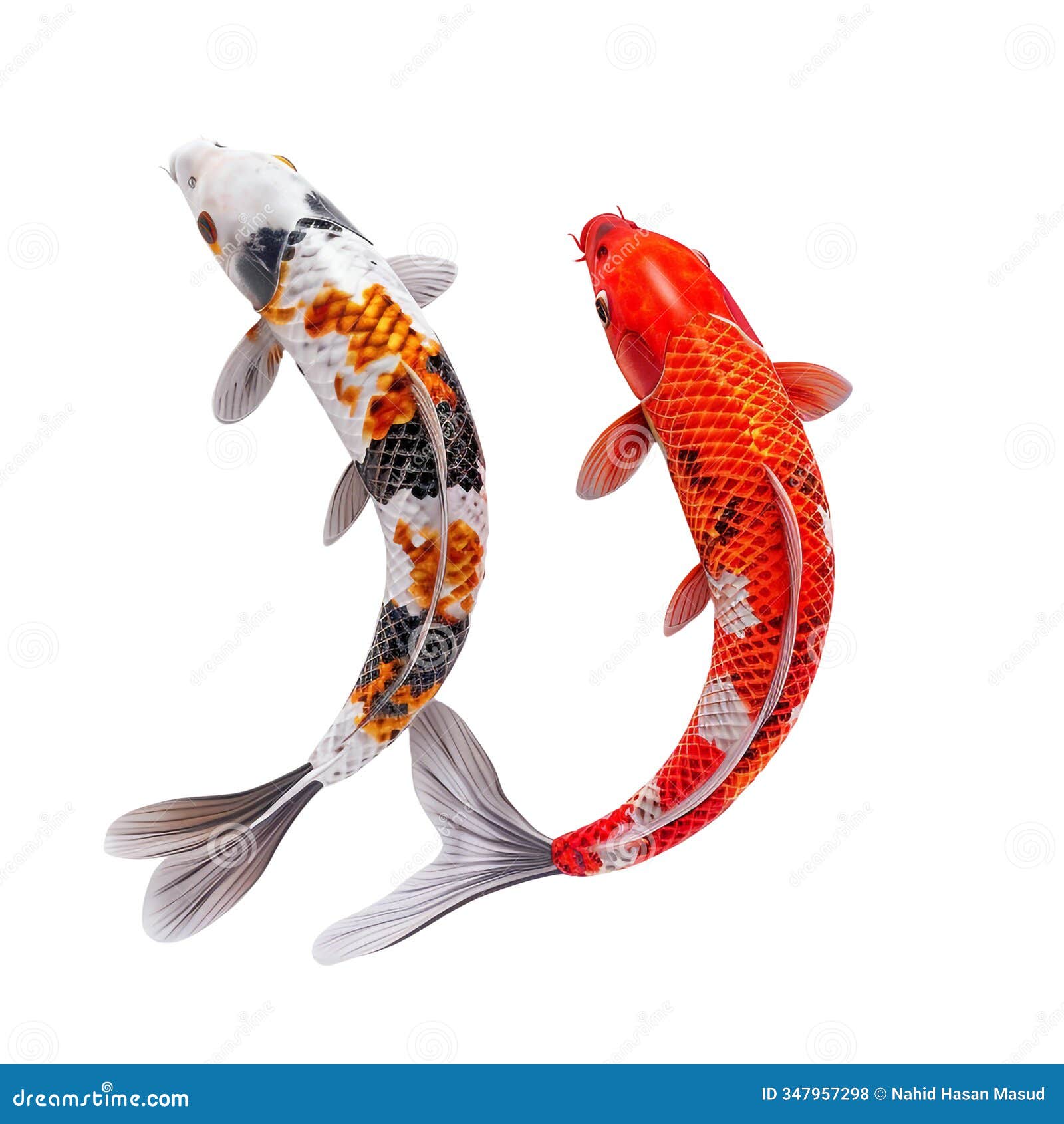 Two Koi Fish Swimming stock illustration. Illustration of vertebrate ...