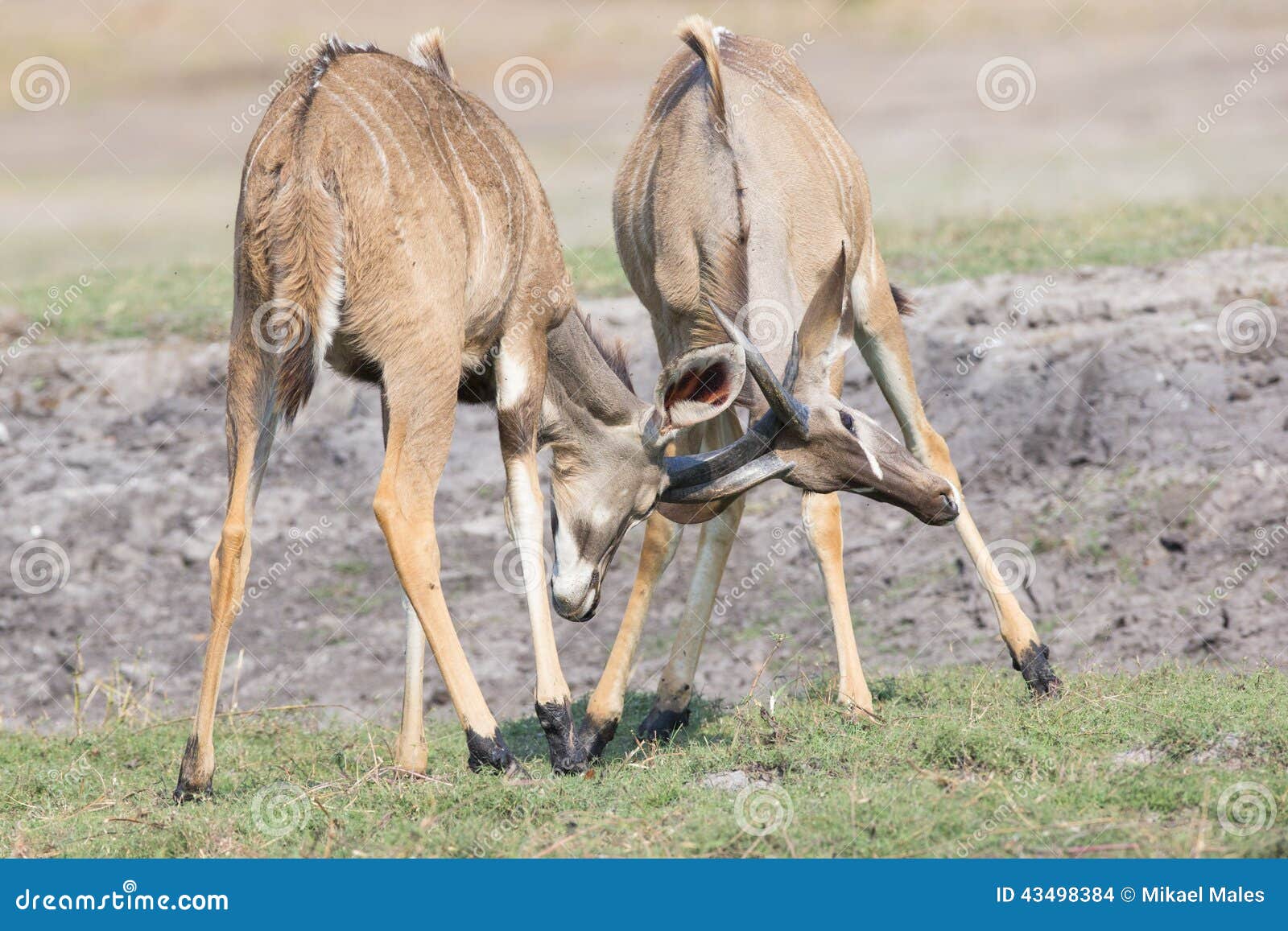 Two Kudu Deer Play Fighting Stock Photo - Image of kudu, nature: 43498384