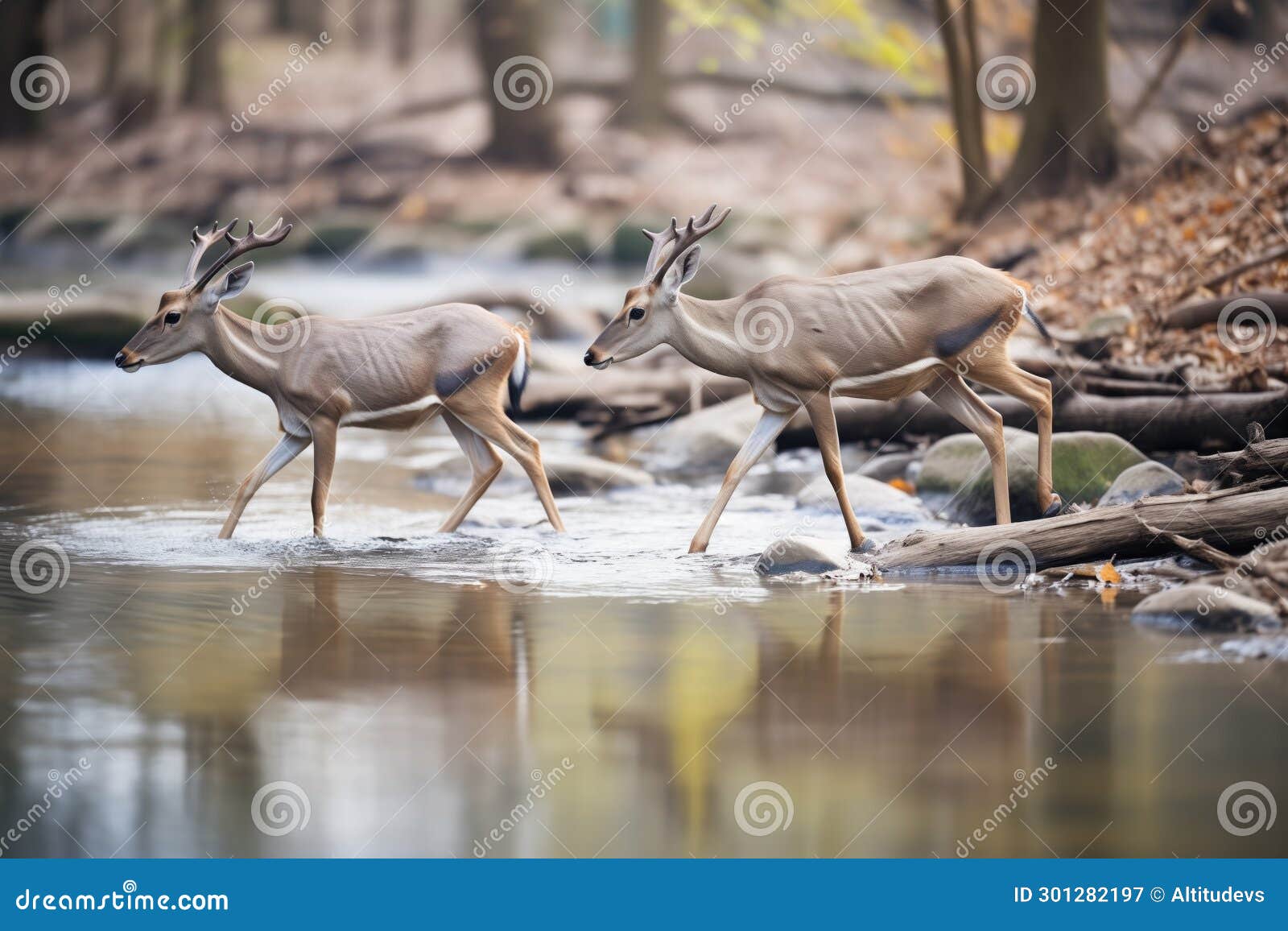 Two Kudus Crossing a Shallow Stream Stock Illustration - Illustration ...