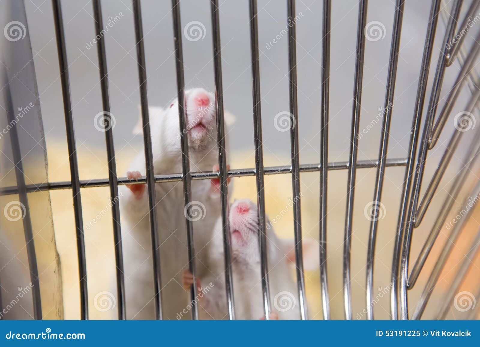Two Laboratory Mice Wanting To Get Out of Cage Stock Image - Image of ...