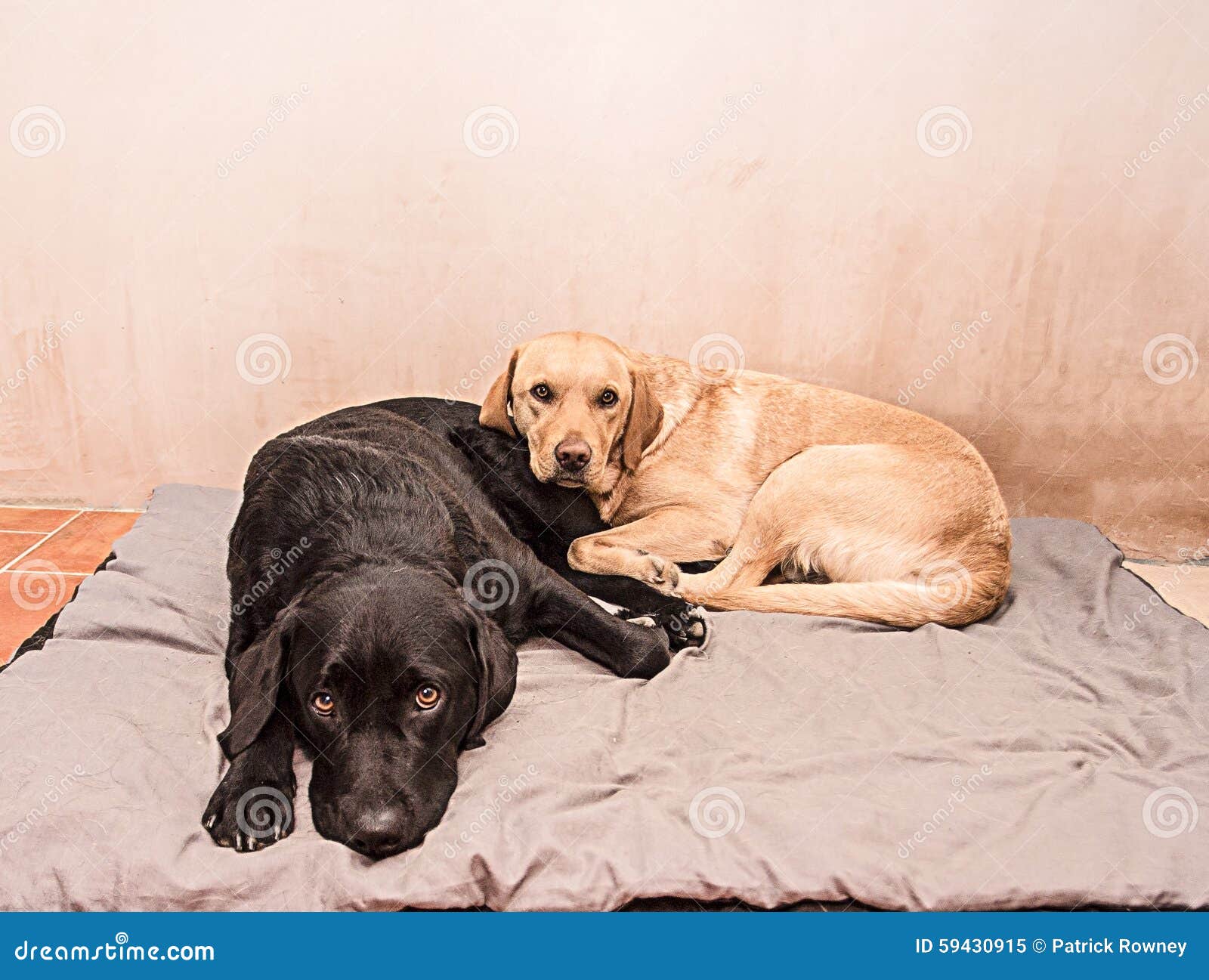 Two Labrador dogs stock image. Image of black, retriever - 59430915