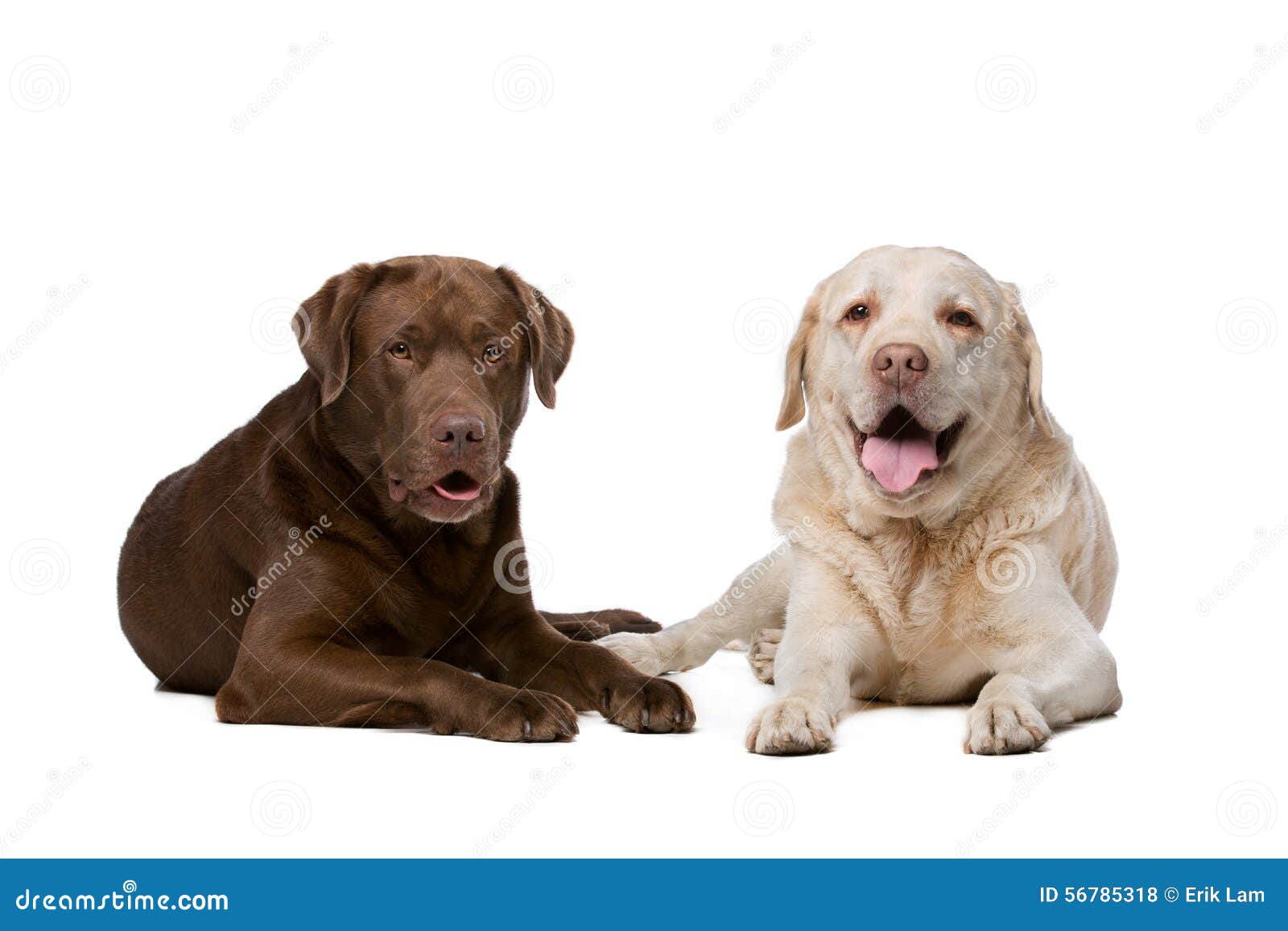 Two Labrador dogs stock photo. Image of pair, animal - 56785318