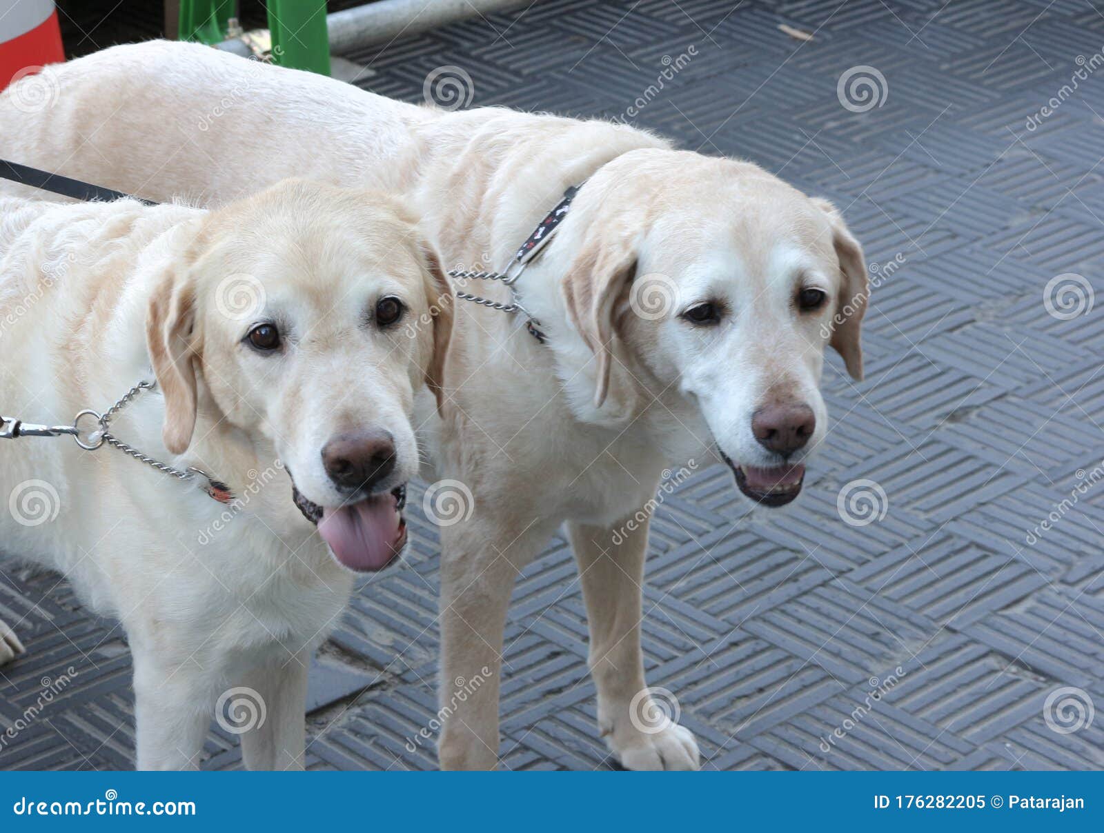 Two Labrador Dogs in the Park Stock Image - Image of dogs, cute: 176282205