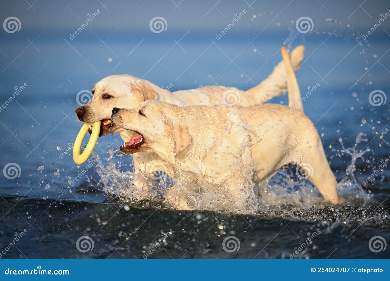 Two Labrador Dogs Playing with a Toy in Water Stock Image - Image of ...