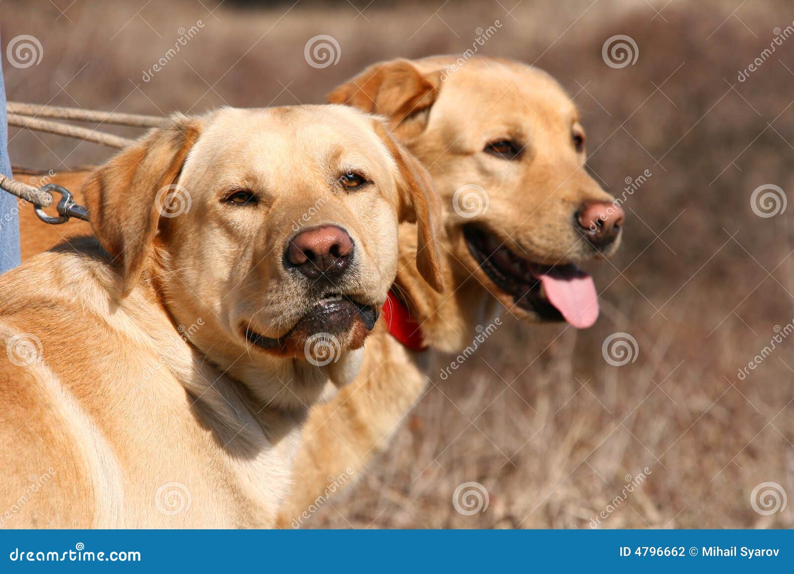 Two Labrador Dogs with Red Neck Piece Stock Photo - Image of adorable ...