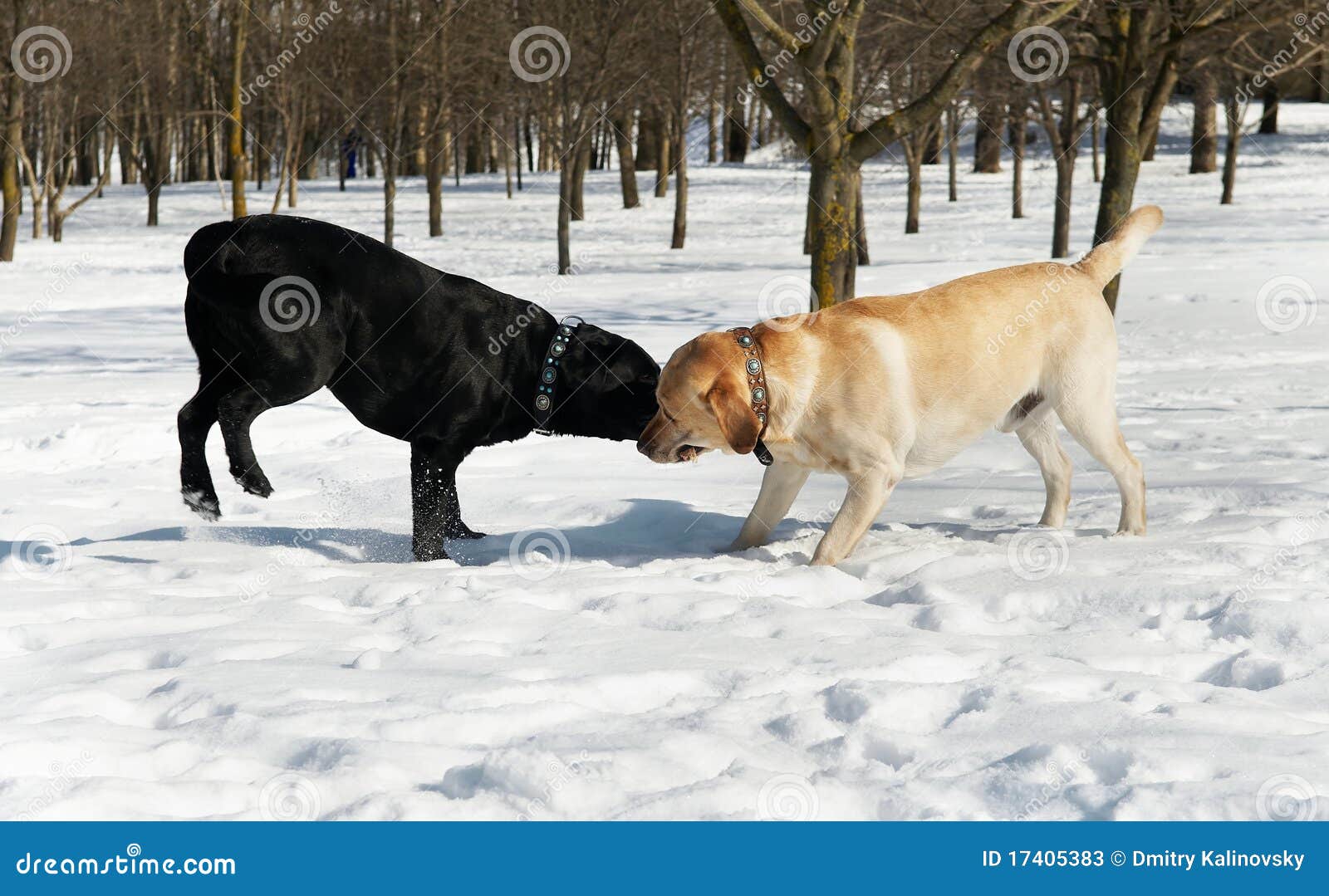 Two Labrador Dogs at Winter Stock Image - Image of doggy, snout: 17405383