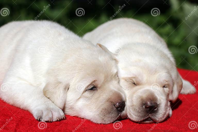 Two labrador puppies stock image. Image of sweet, play - 25360917