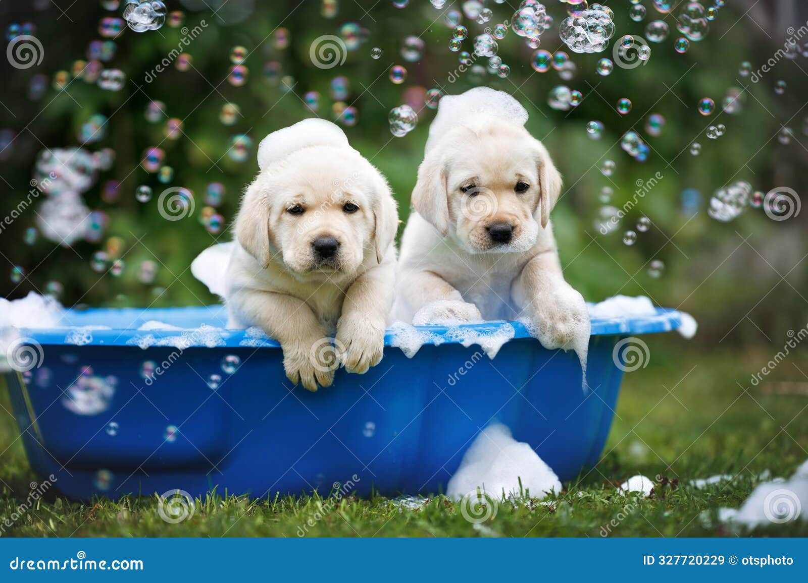 Two Labrador Puppies Getting Washed in a Blue Basin with Soap and ...