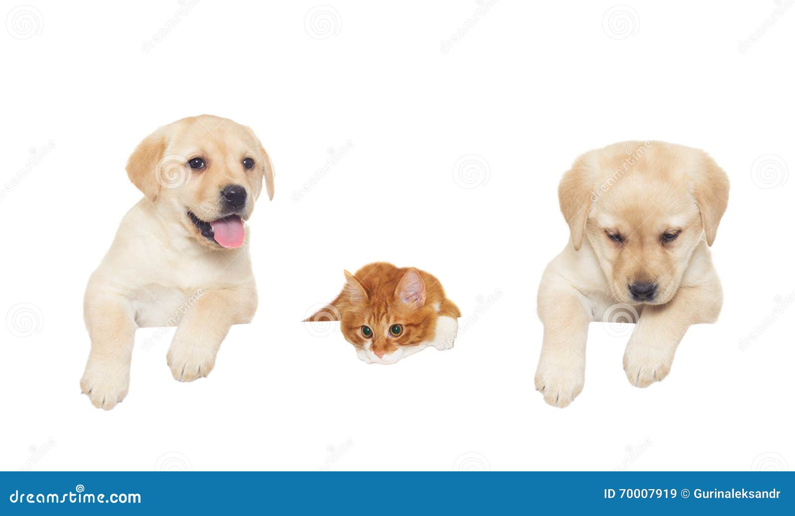 Two Labrador Puppy and Red Cat Stock Image - Image of isolated, cats ...