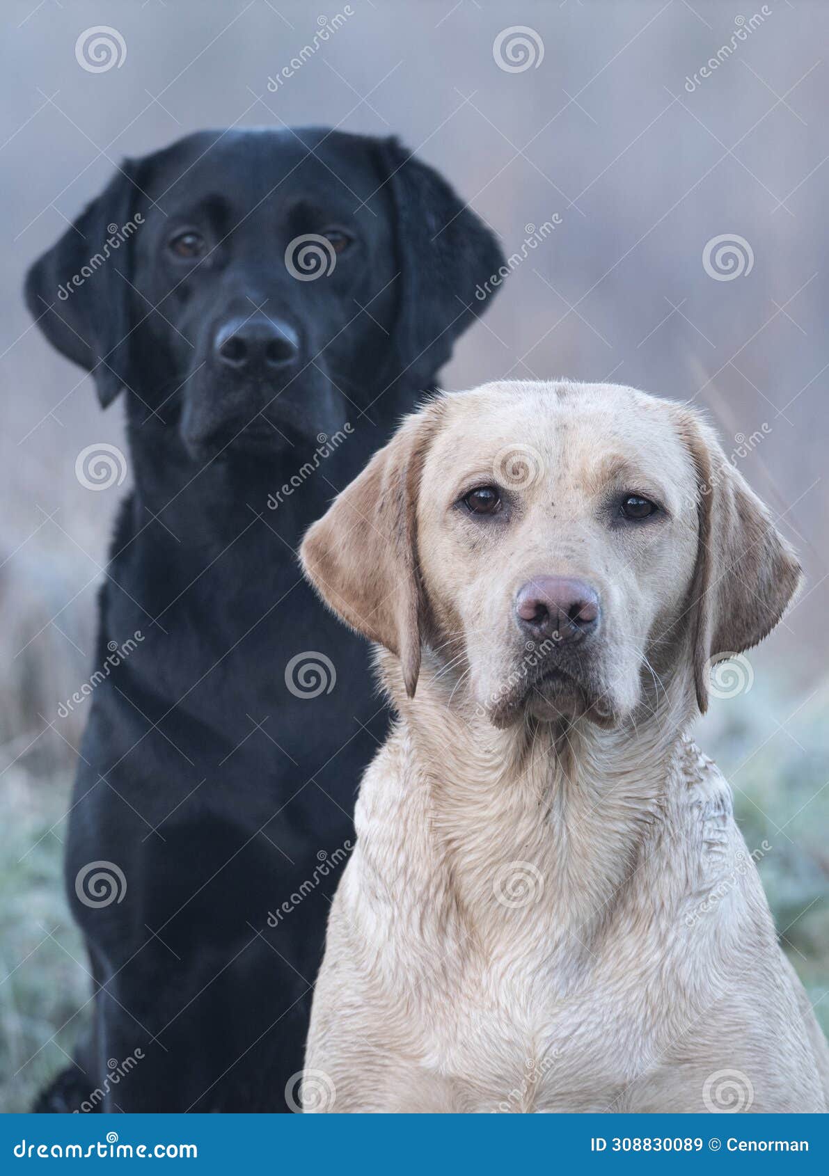 Two Labrador Pups Sat Outside Stock Image - Image of nose, terrier ...