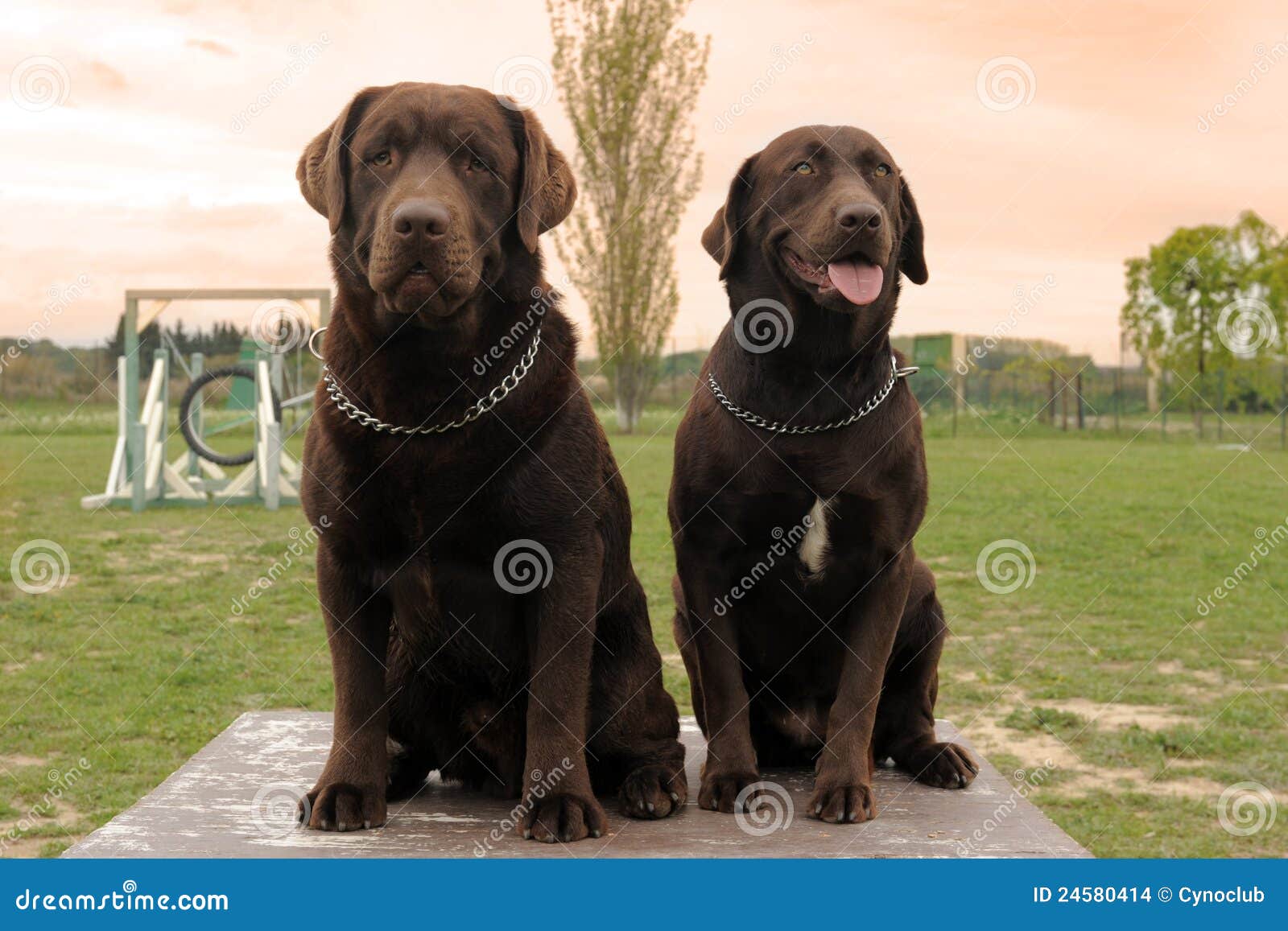 Two labrador retriever stock photo. Image of portrait - 24580414