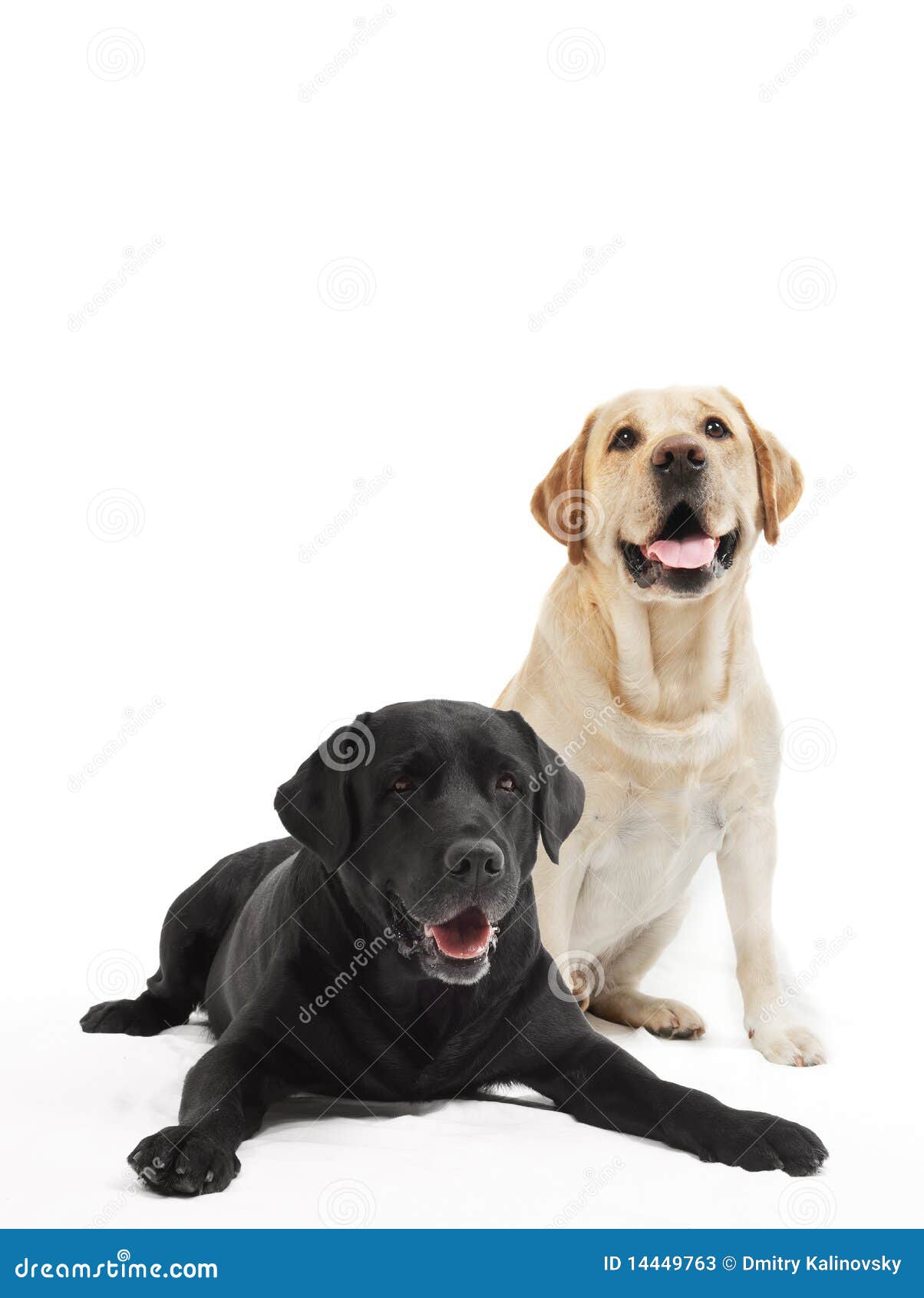 Two Labrador Retriever Dogs Stock Image - Image of cheerful, assistance ...