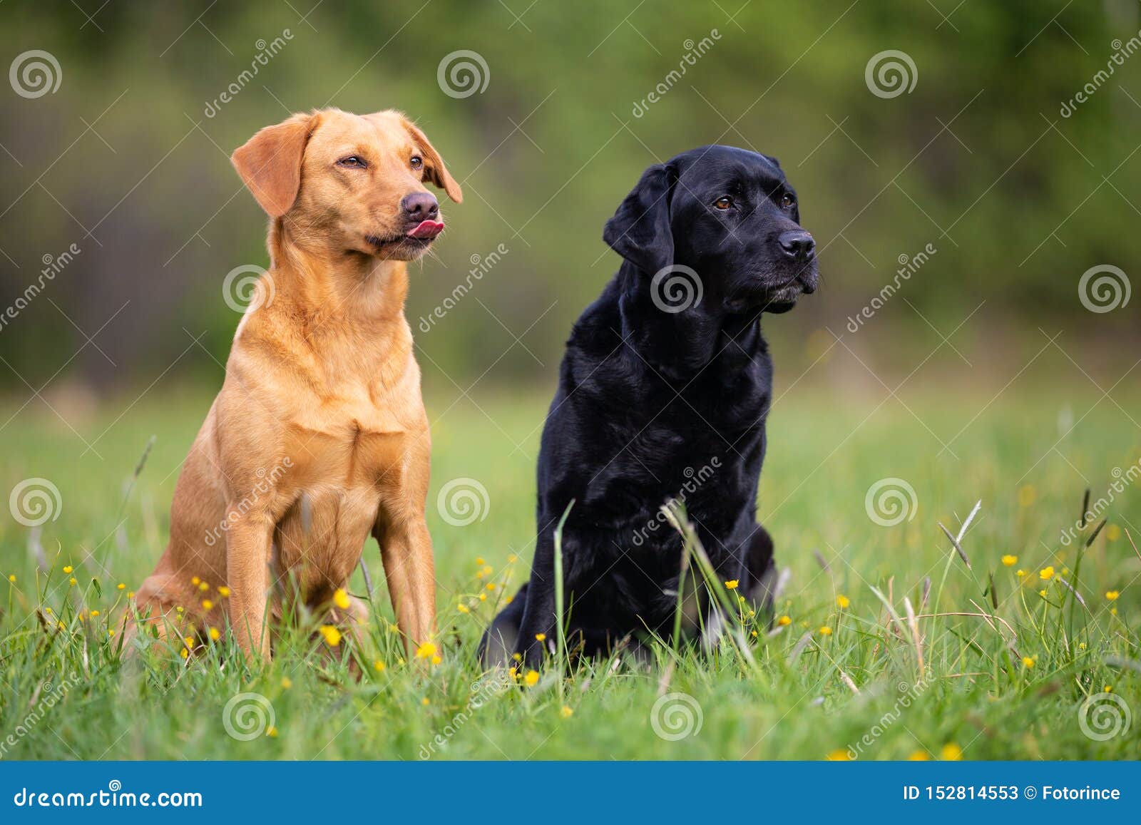 Two Labrador Retriever Dogs Stock Image - Image of portrait, mammal ...
