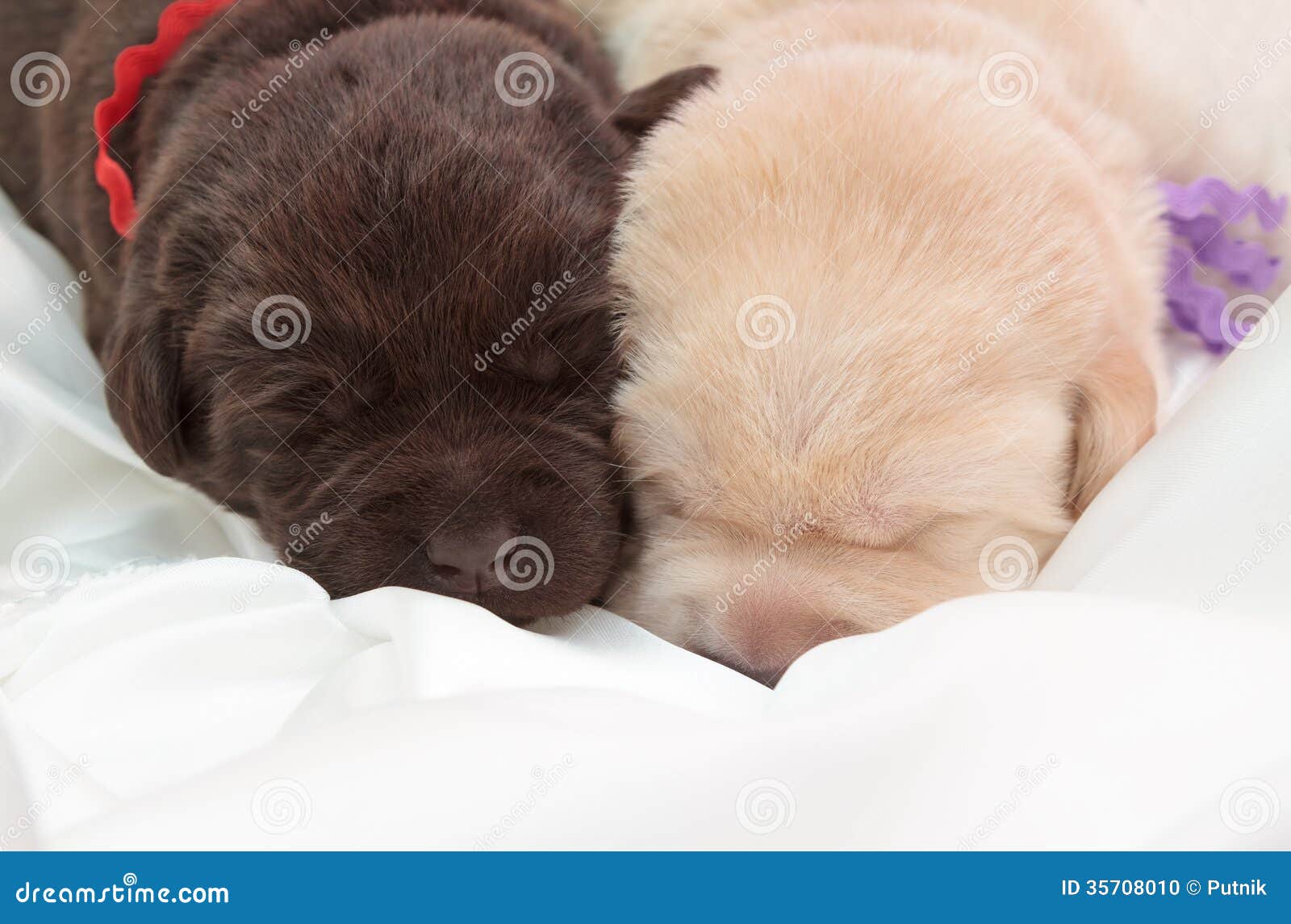 Two Labrador Retriever Puppies Stock Photo - Image of labrador, puppy ...