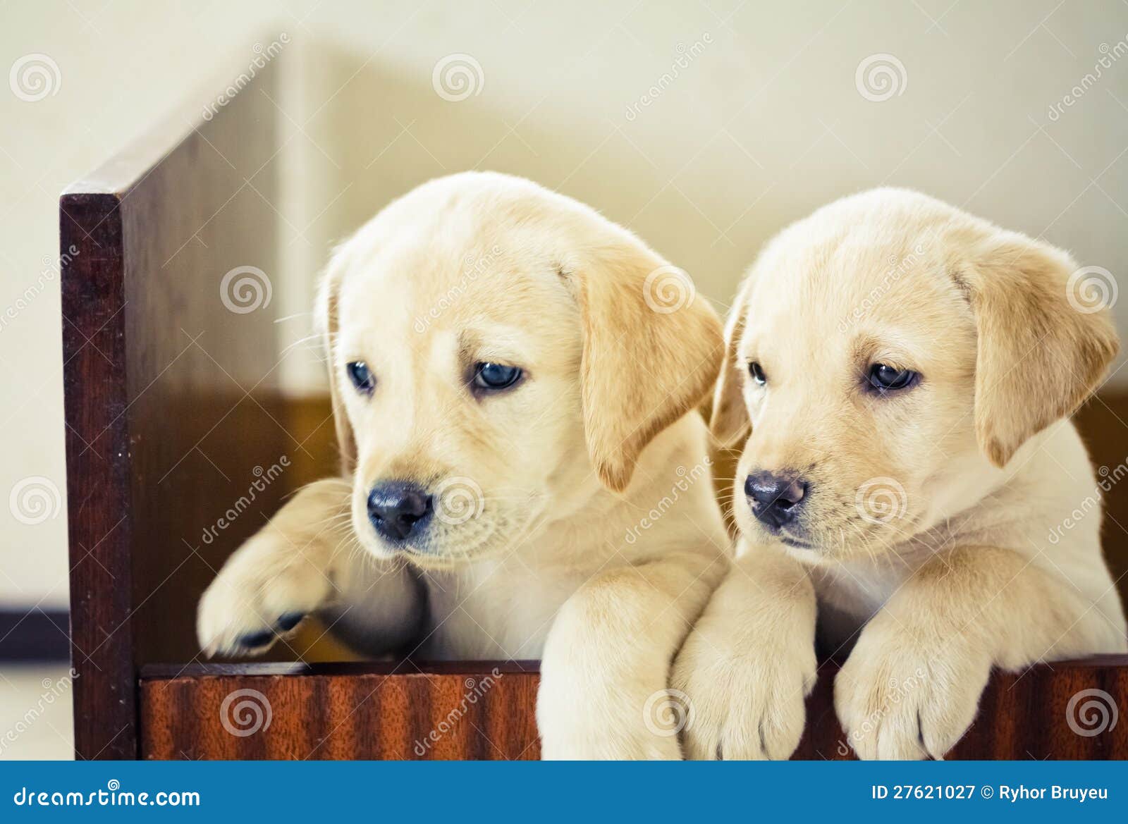 Two Labrador Retriever Puppy Stock Image - Image of canine, portrait ...
