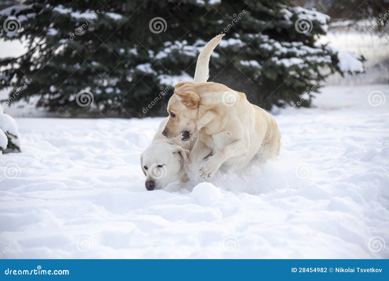 Two Labrador Retrievers stock photo. Image of canine - 28454982