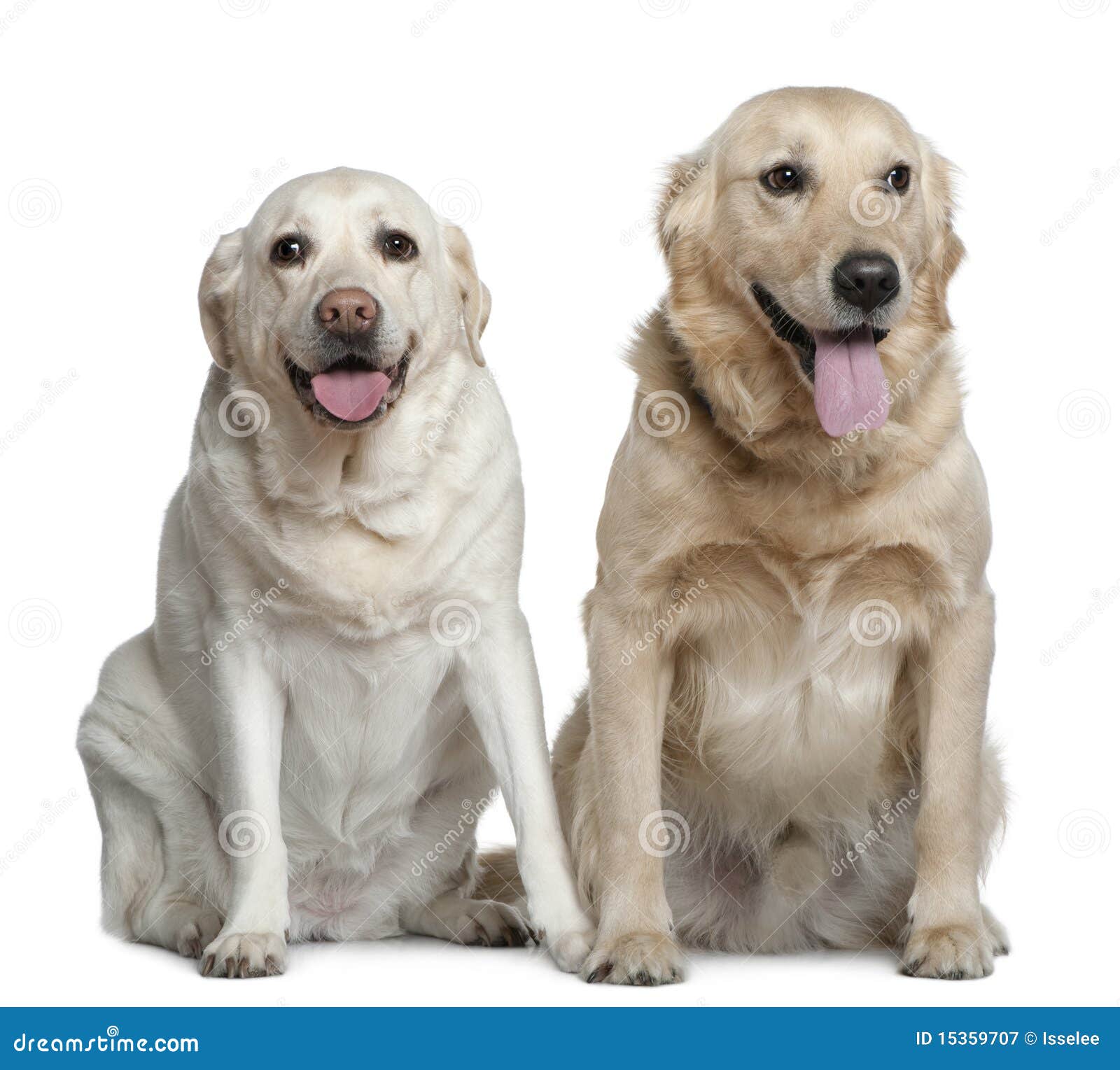 What 2 Dogs Made A Labrador