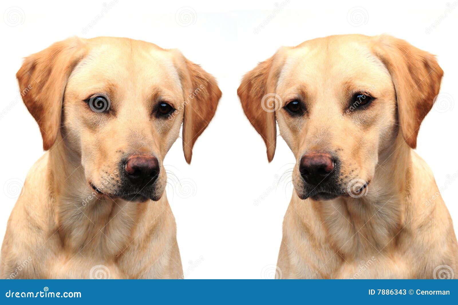 Two labrador sisters stock image. Image of labrador, isolated - 7886343