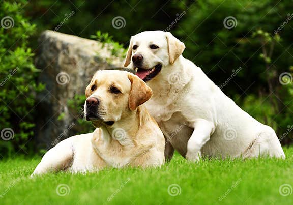 Two Labradors stock photo. Image of comfortable, meadow - 10652926