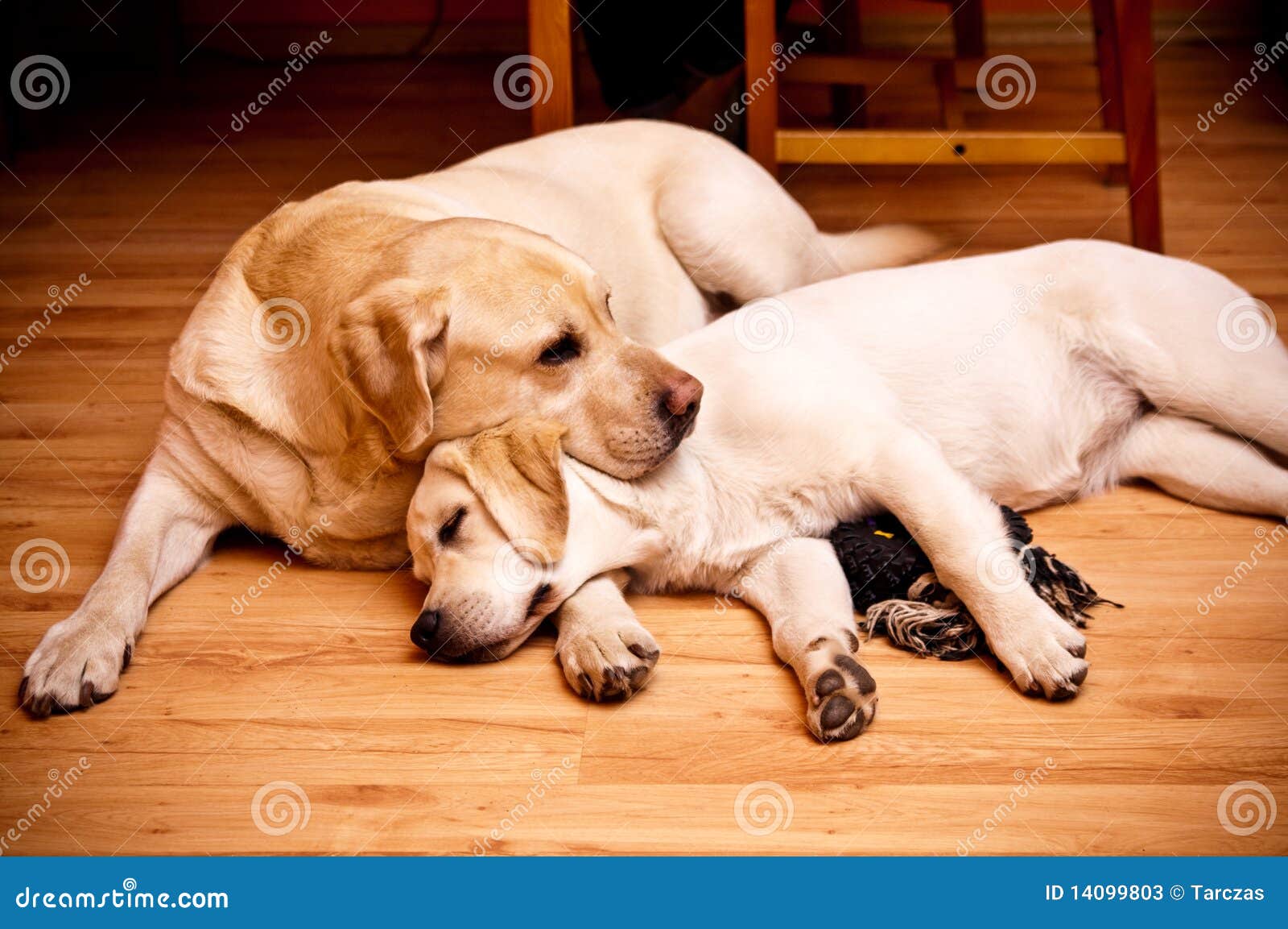 Two labradors stock image. Image of labrador, purebred - 14099803