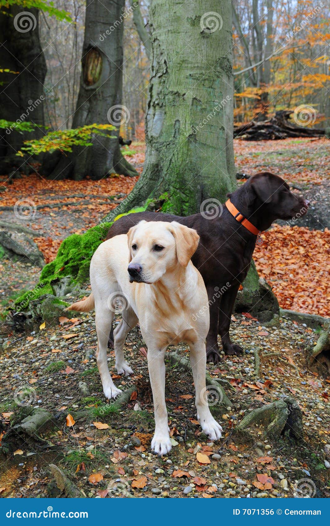 Two labradors stock photo. Image of labrador, sisters - 7071356