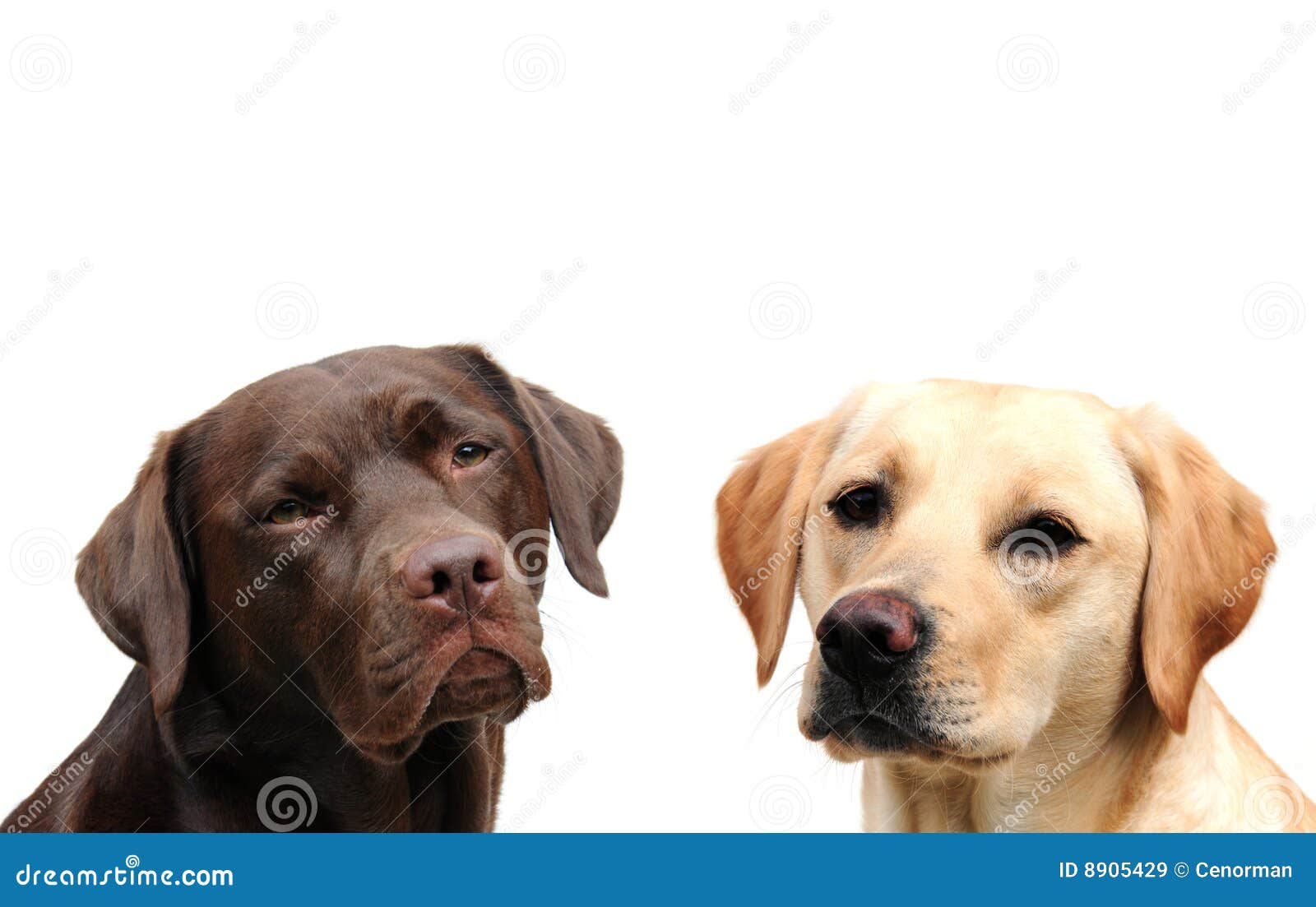 Two labradors stock image. Image of puppies, gold, gundogs - 8905429