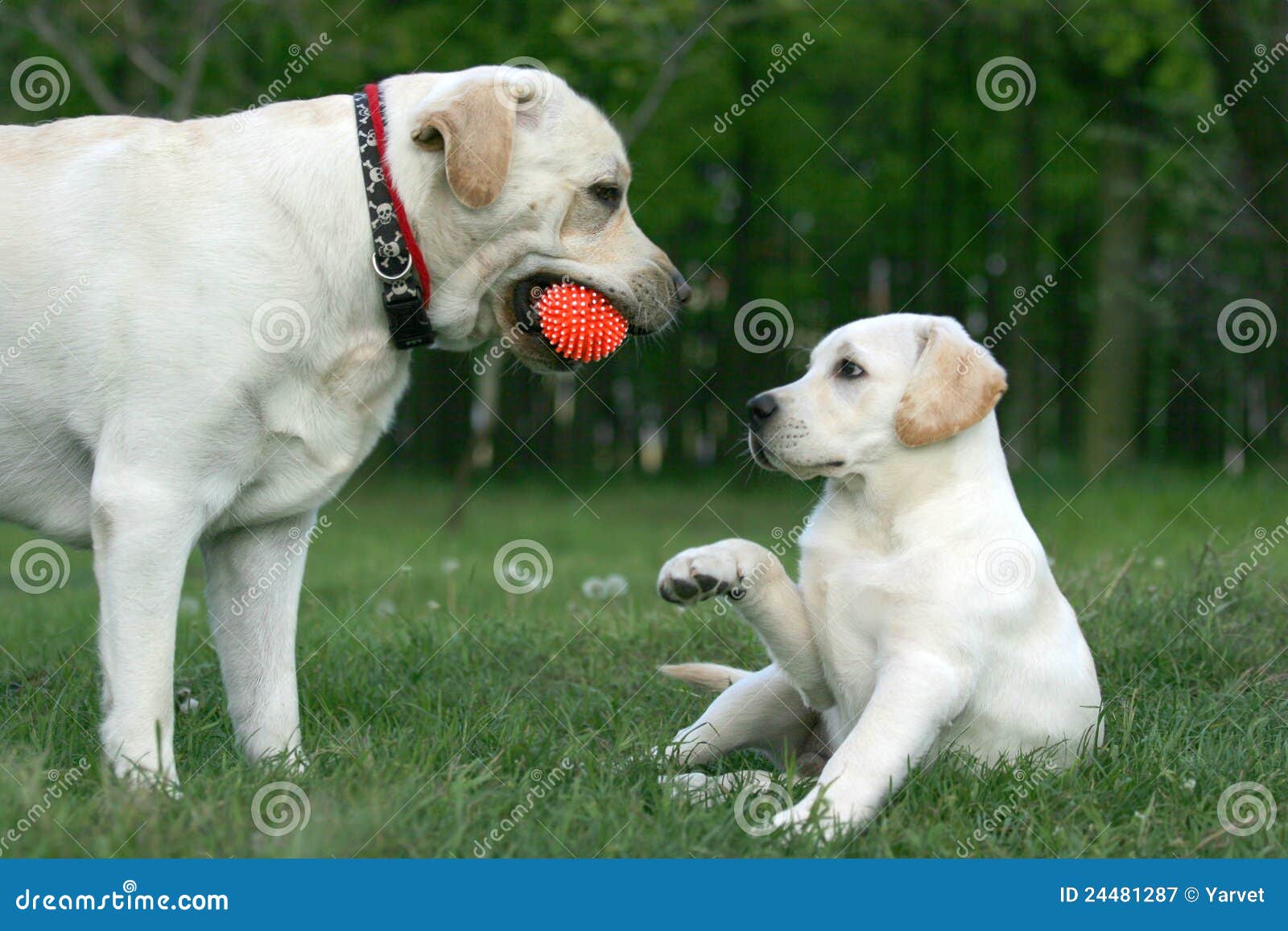 Two Labradors Playing With A Ball Royalty Free Stock Photography ...