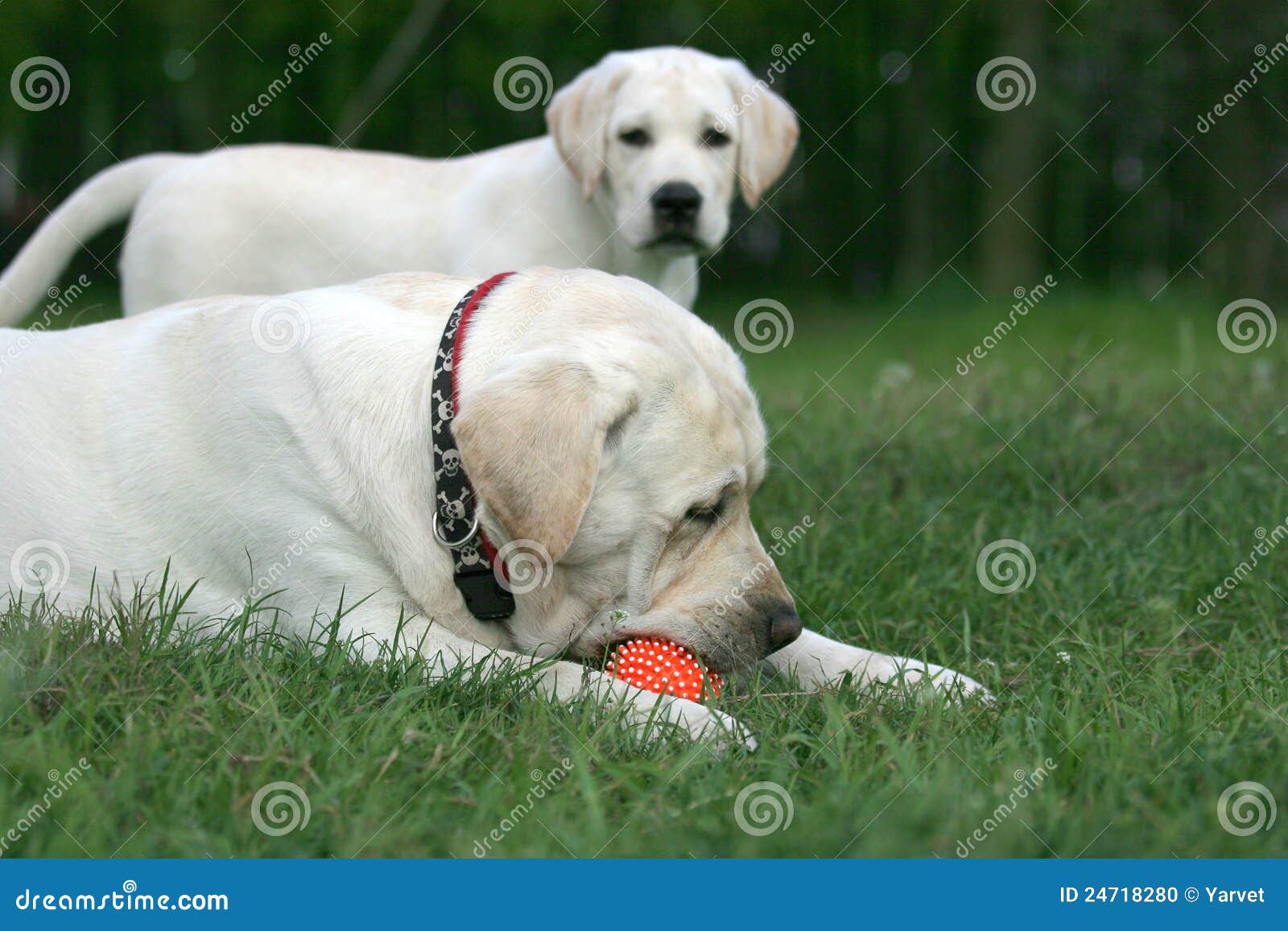 Two Labradors Playing with a Ball Stock Photo - Image of child, puppy ...
