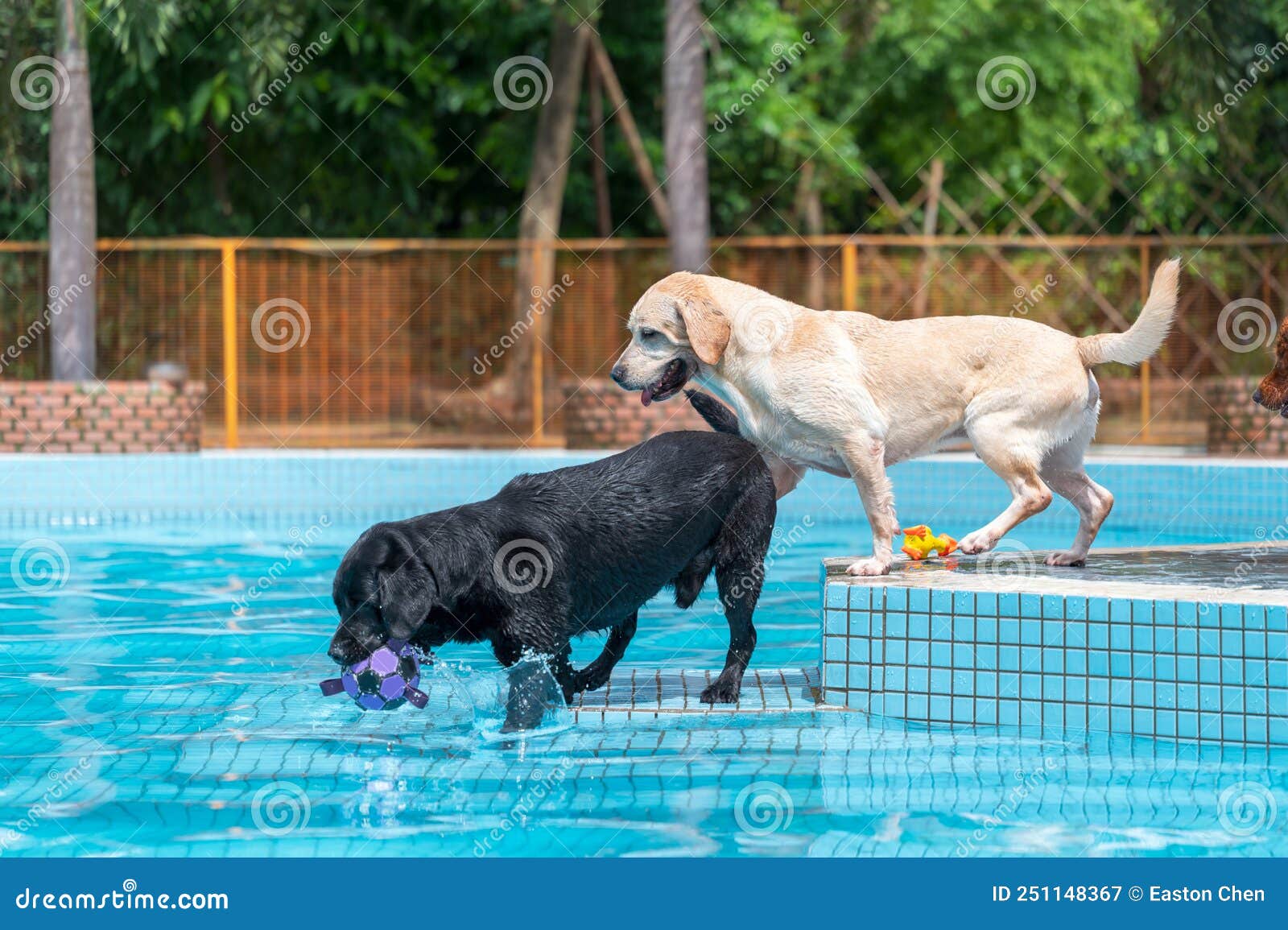 Two Labradors Playing in the Pool Stock Image - Image of pool, playing ...