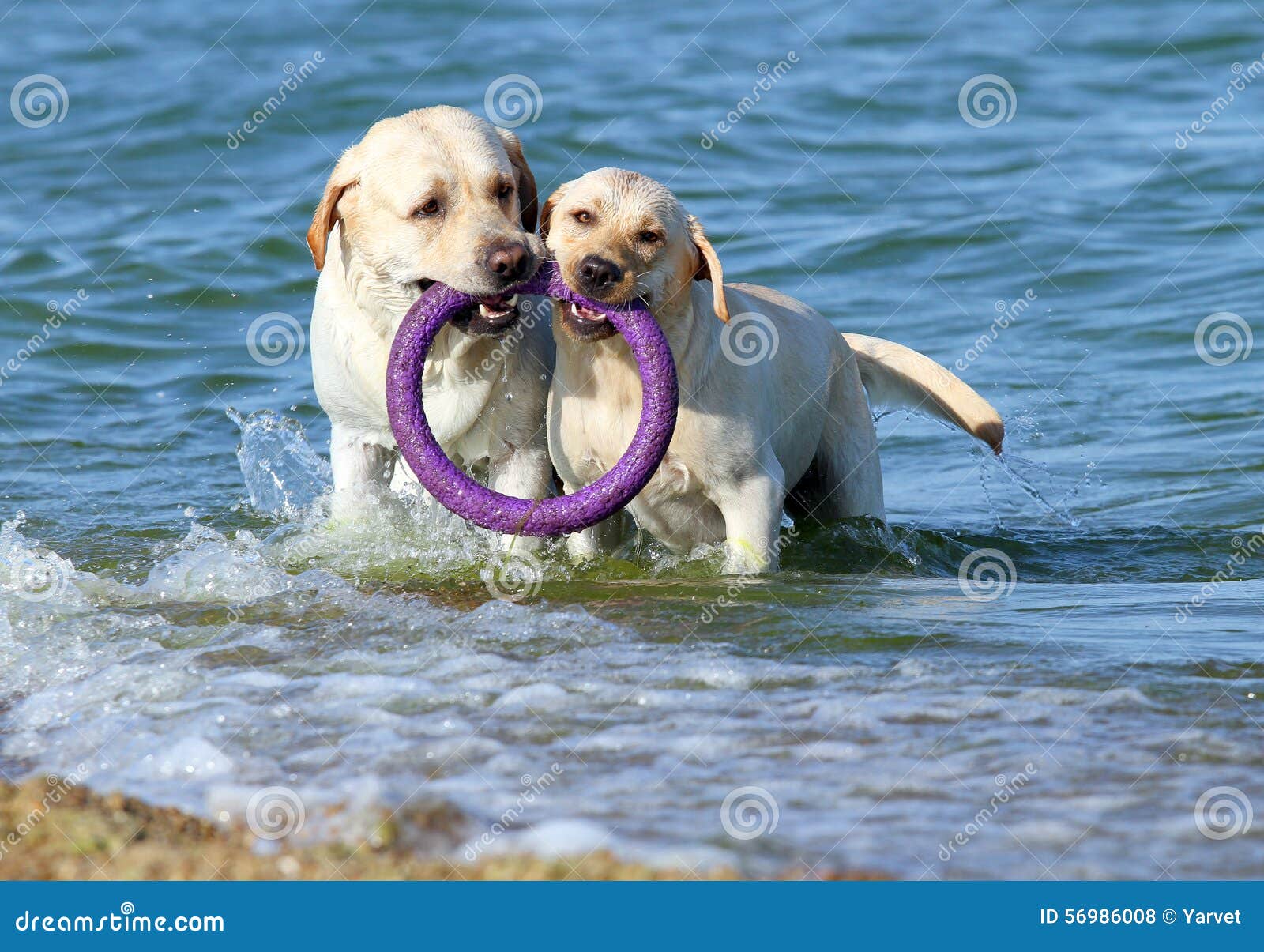 Two Labradors Playing in the Sea with a Toy Stock Photo - Image of ...