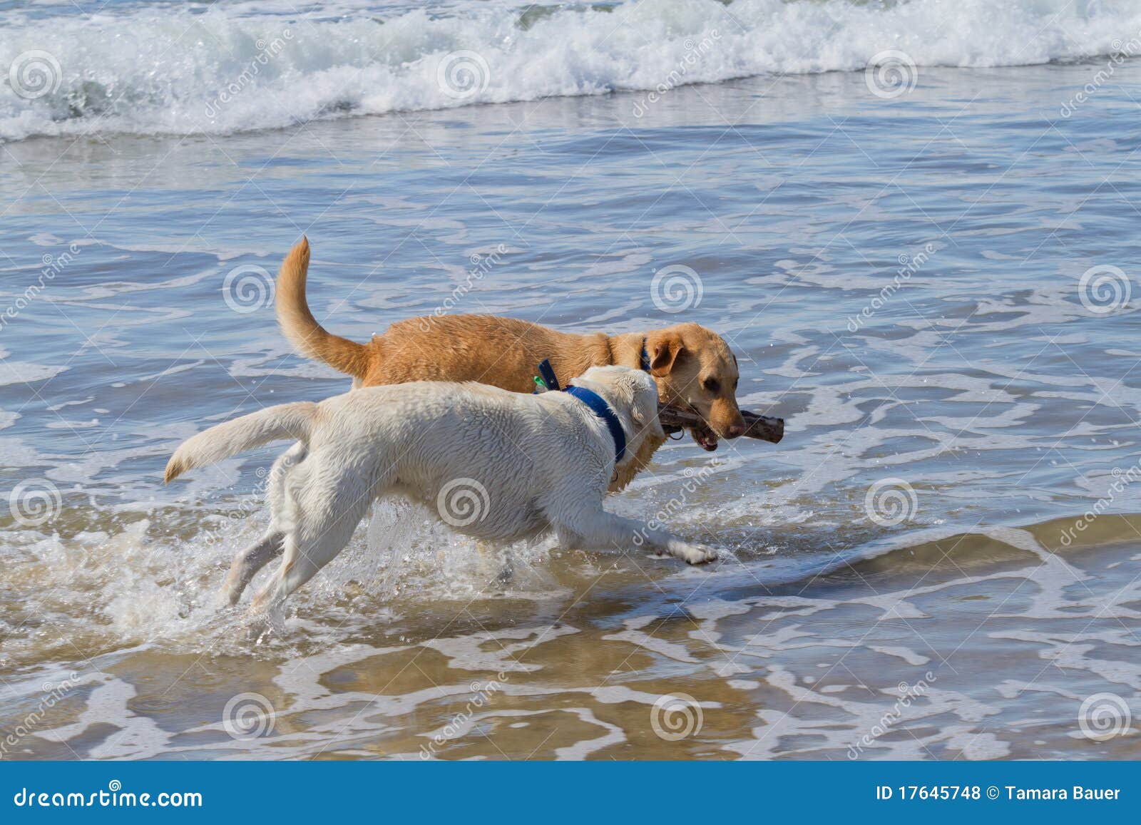Two Labradors Playing with a Stick at the Beach Stock Photo - Image of ...
