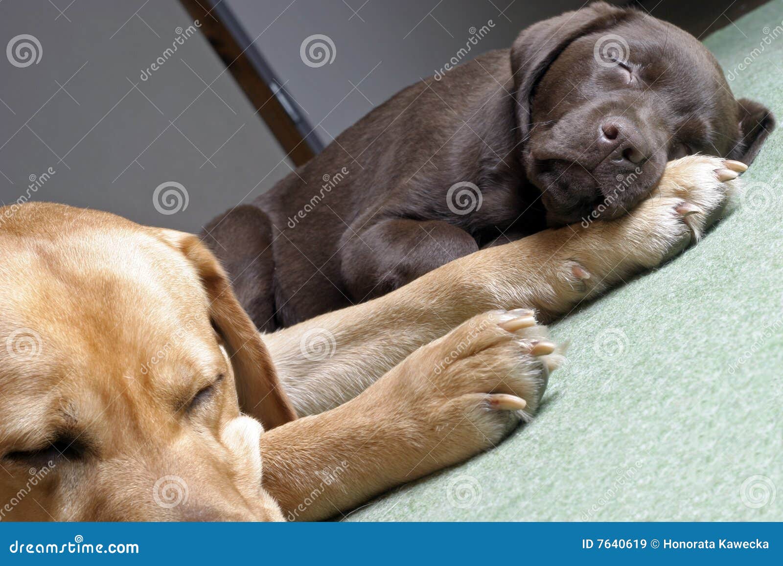 Two labradors retriever stock image. Image of canine, retriever - 7640619