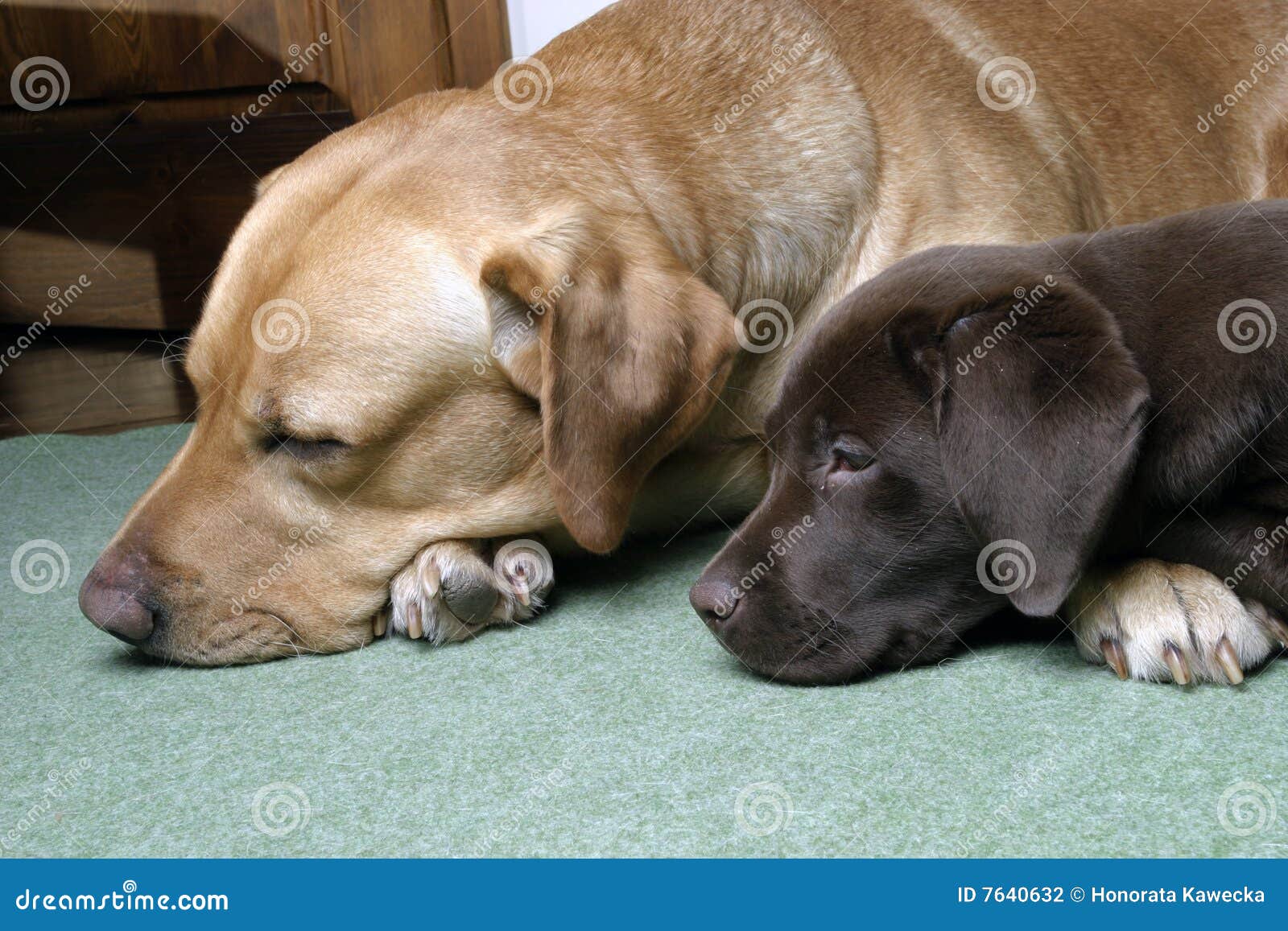 Two labradors retriever stock photo. Image of cream, domestic - 7640632