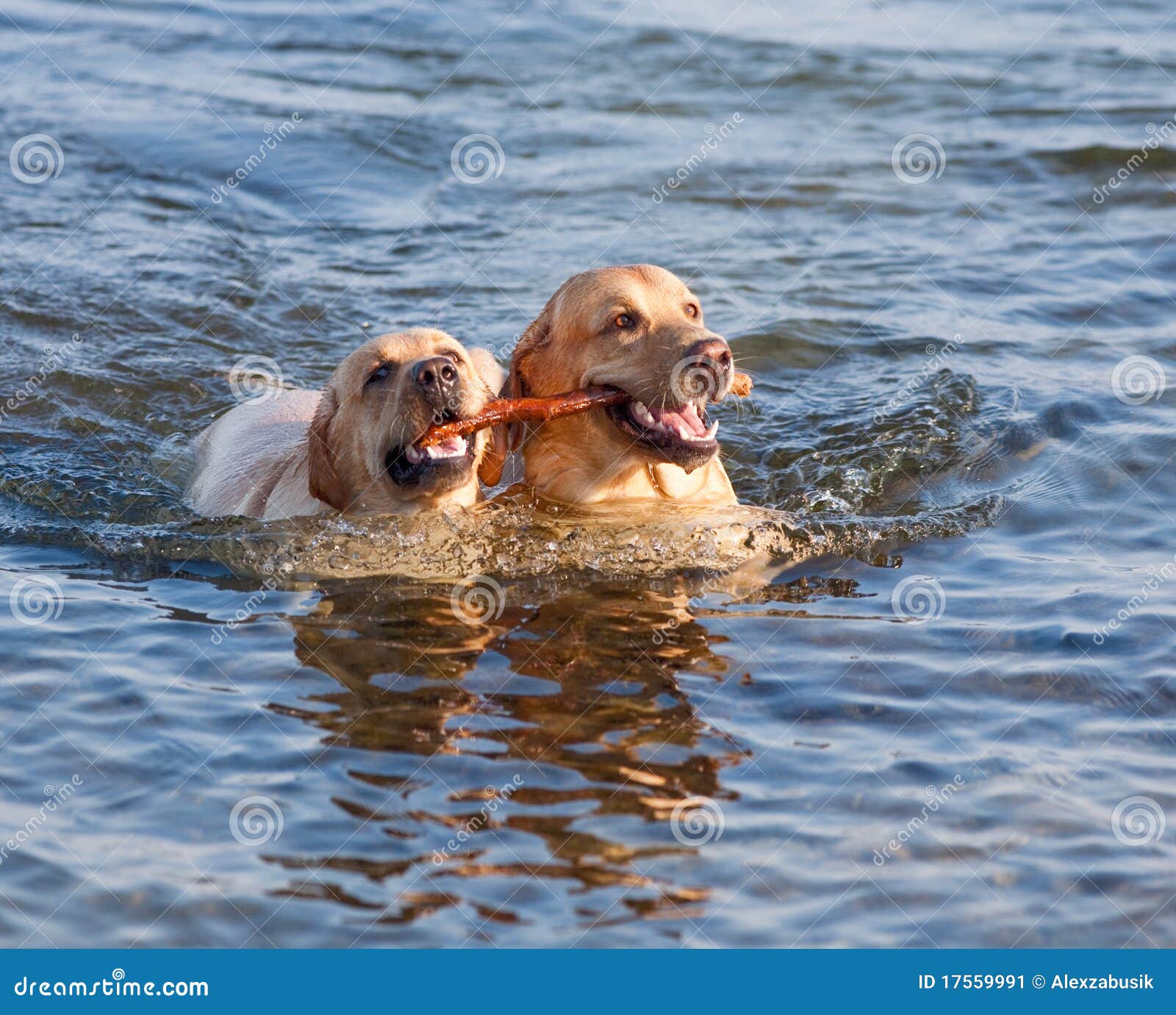 Two Labradors at sea stock image. Image of male, breed - 17559991