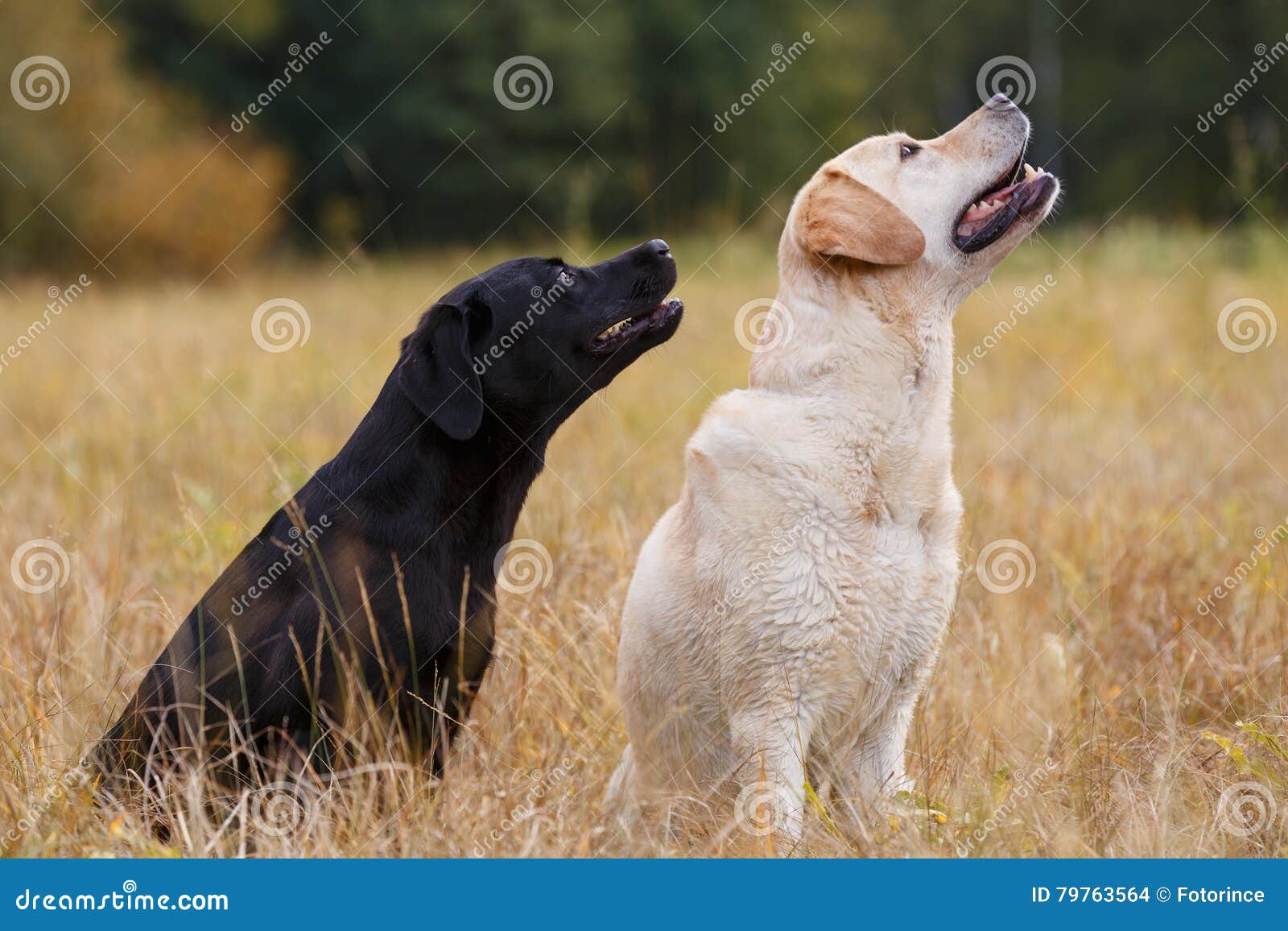 Two Labradors sitting stock photo. Image of meadow, animal - 79763564