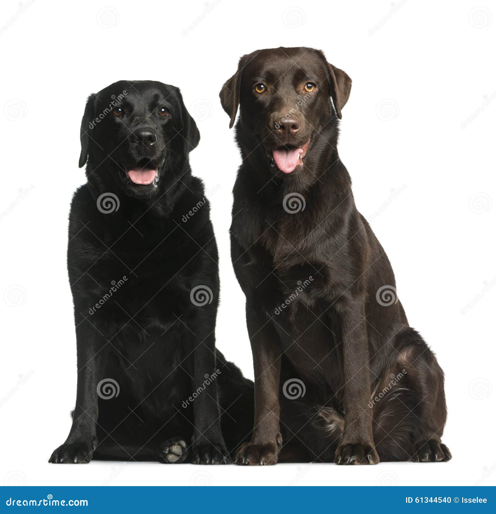 Two Labradors sitting stock photo. Image of chocolate - 61344540