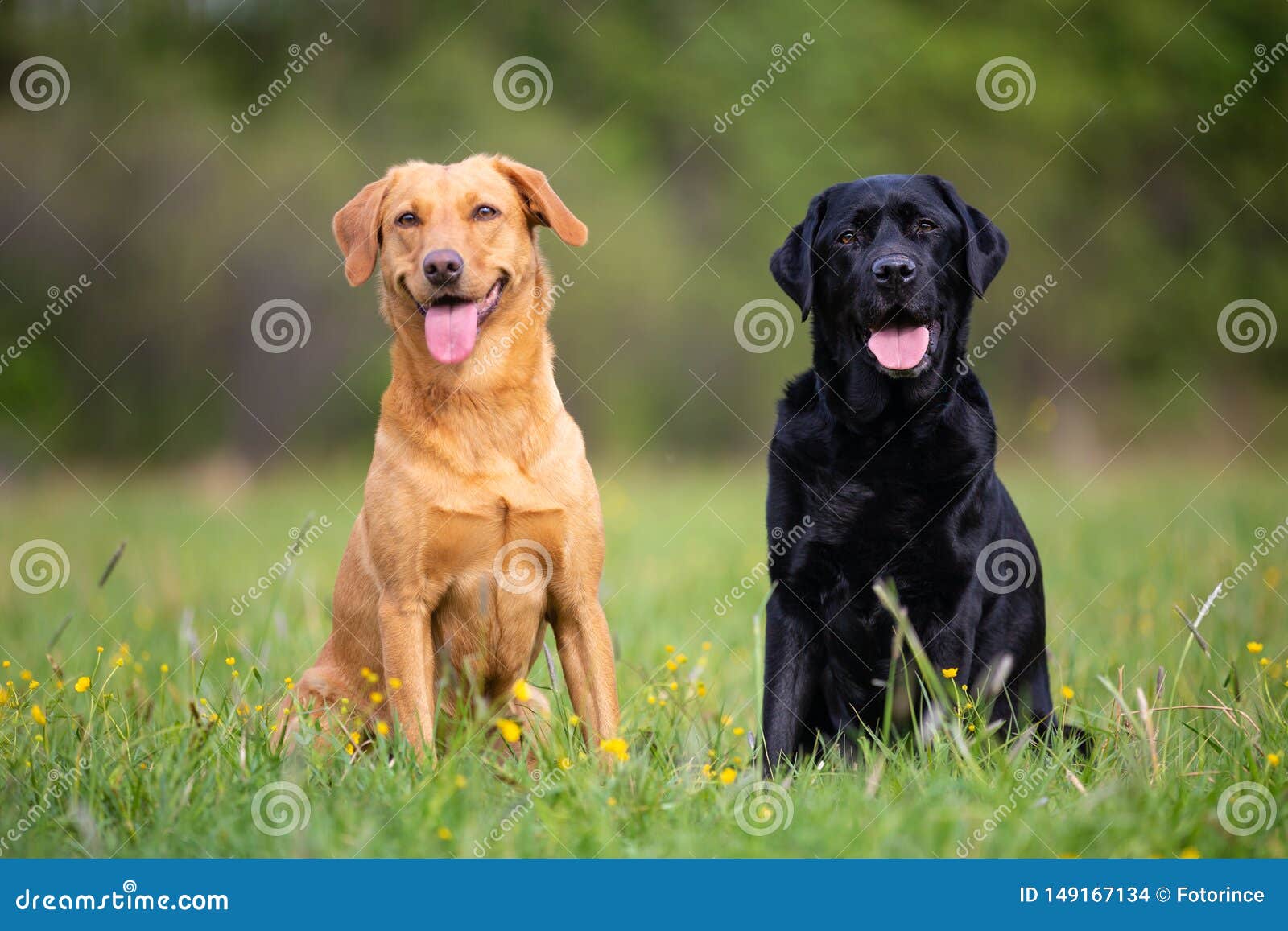 Two Labrador Retrievers stock photo. Image of domestic - 149167134