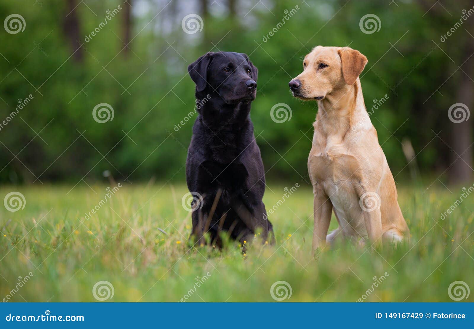 Two Labrador Retrievers stock image. Image of animal - 149167429