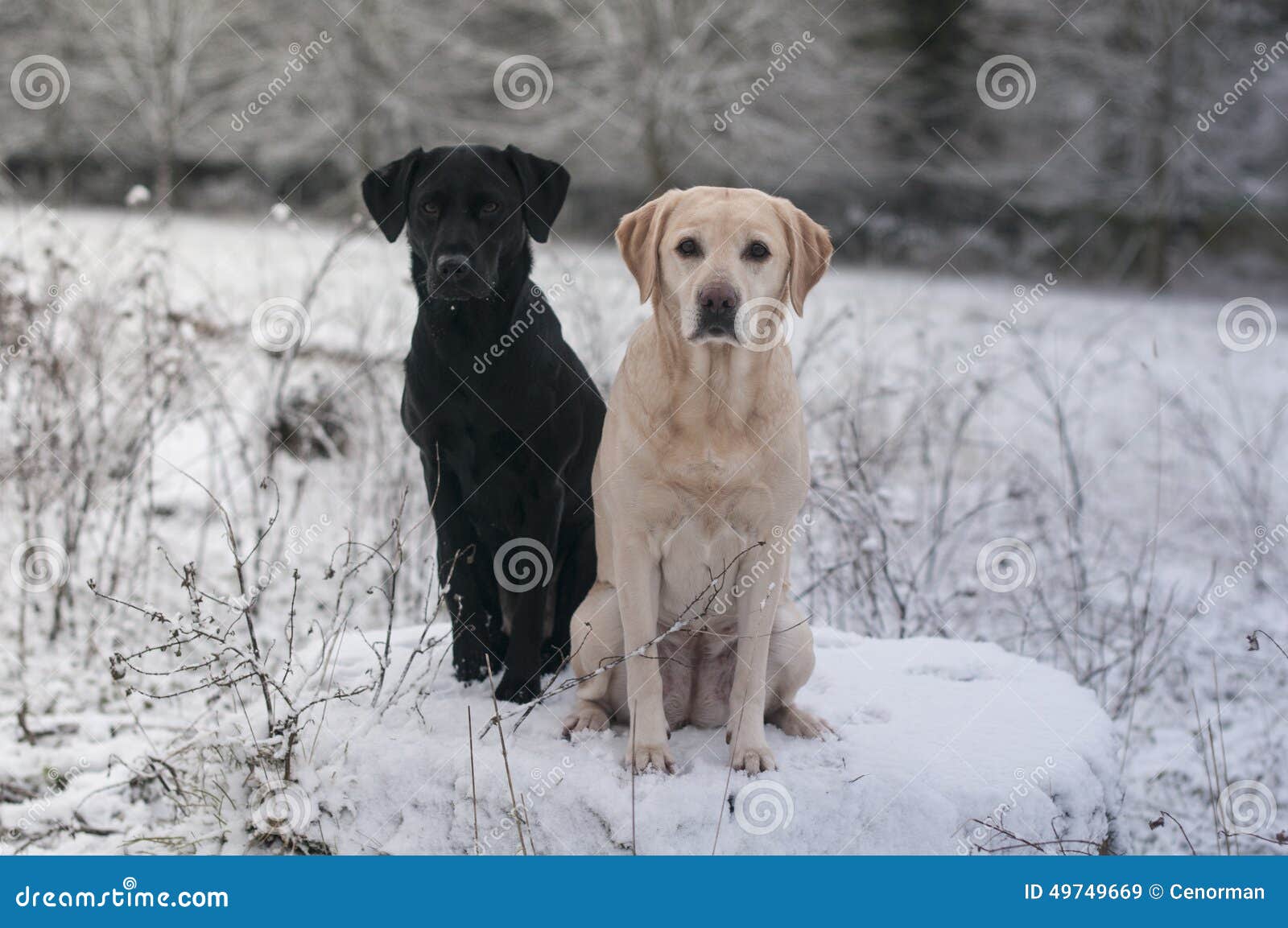 Two labradors in the snow stock image. Image of young - 49749669
