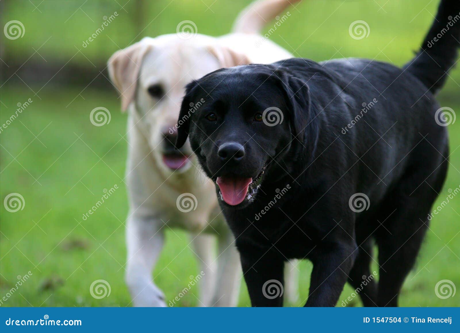Two Labs stock photo. Image of purebred, grass, english - 1547504