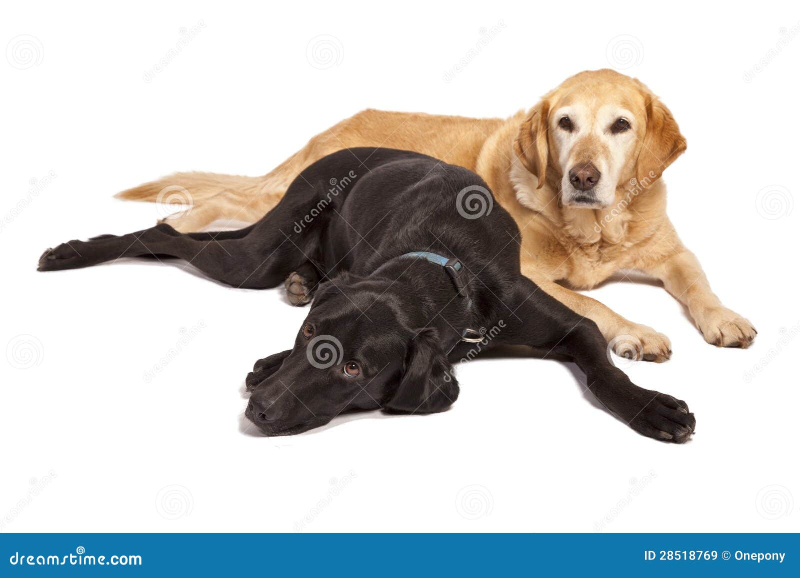 Two Labs stock image. Image of studio, laying, labrador - 28518769