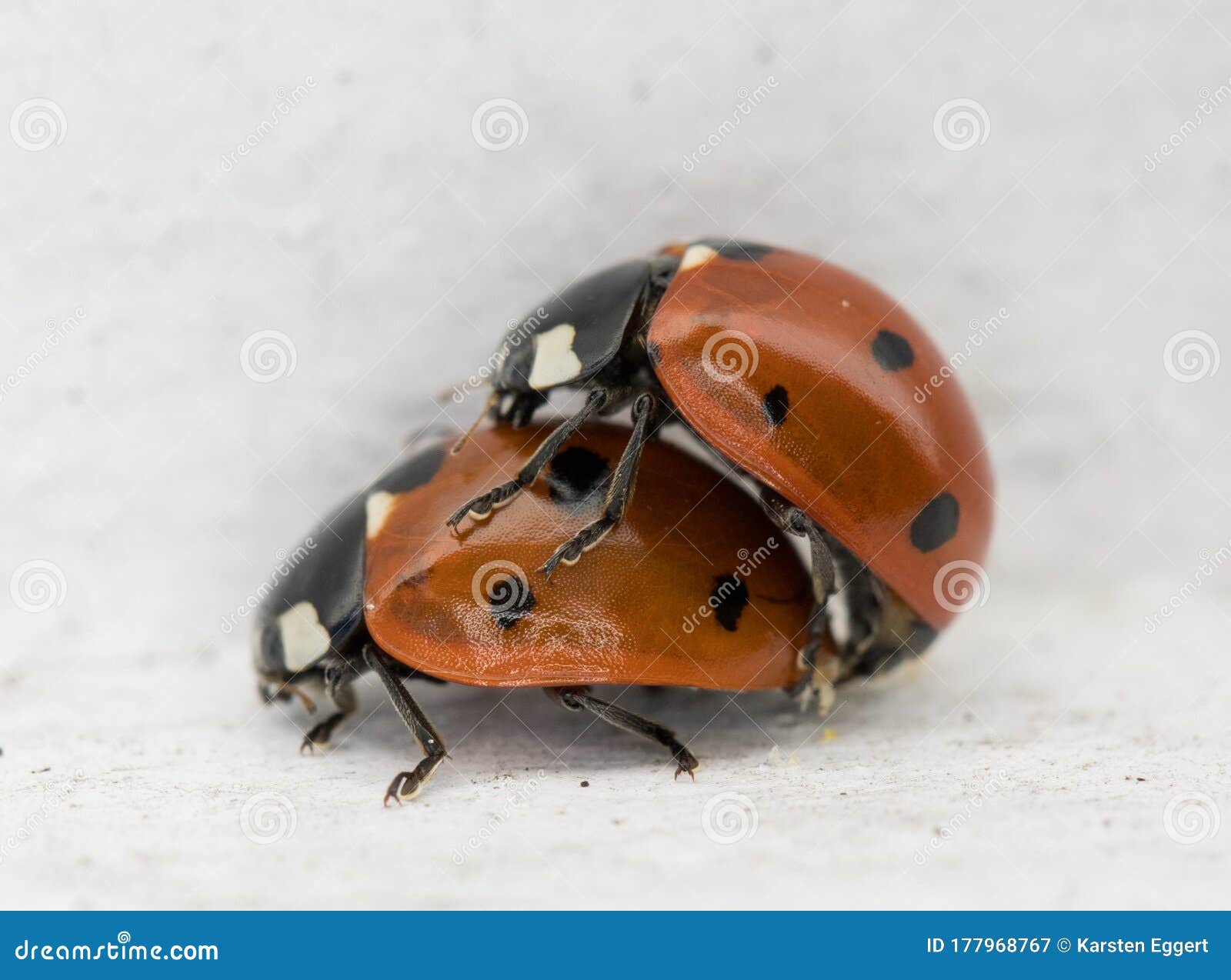 2 Ladybirds Copulate with Each Other in Spring on a White Background ...
